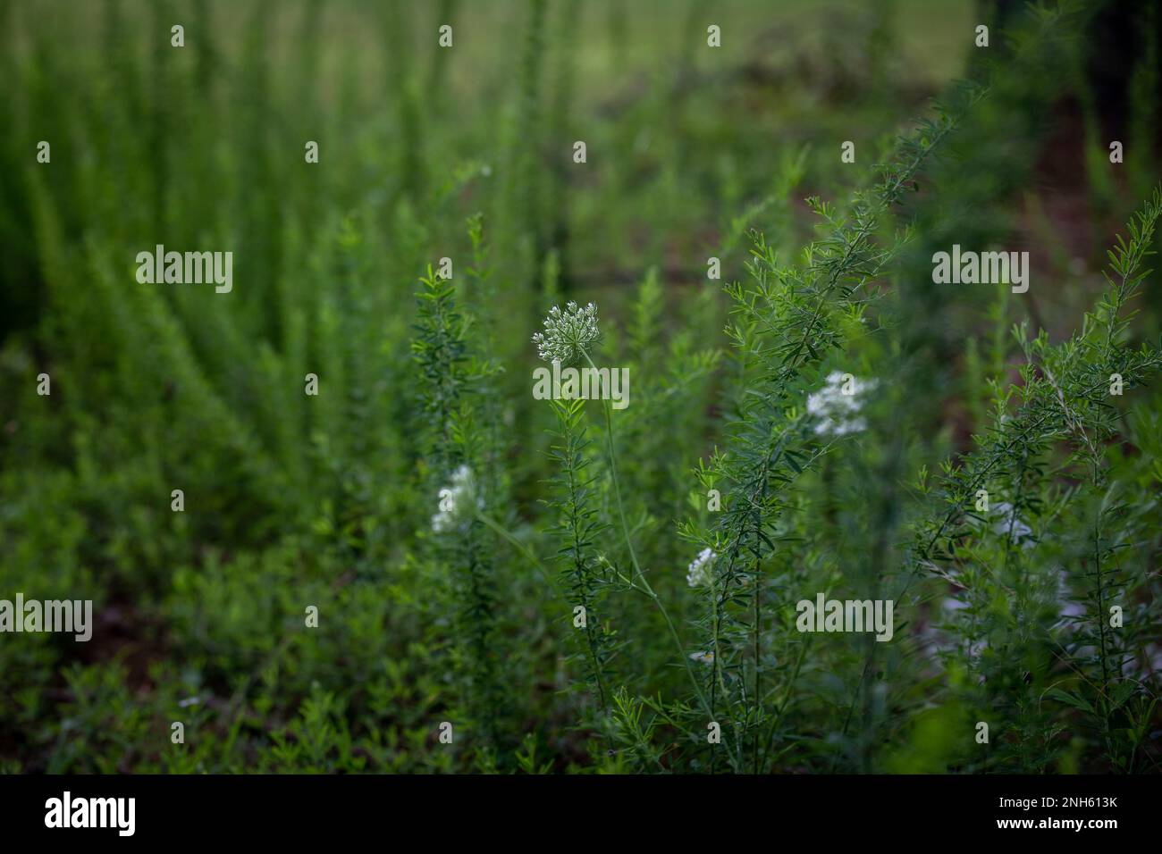 Lunga Recreation Facility provides habitats to the many different ...