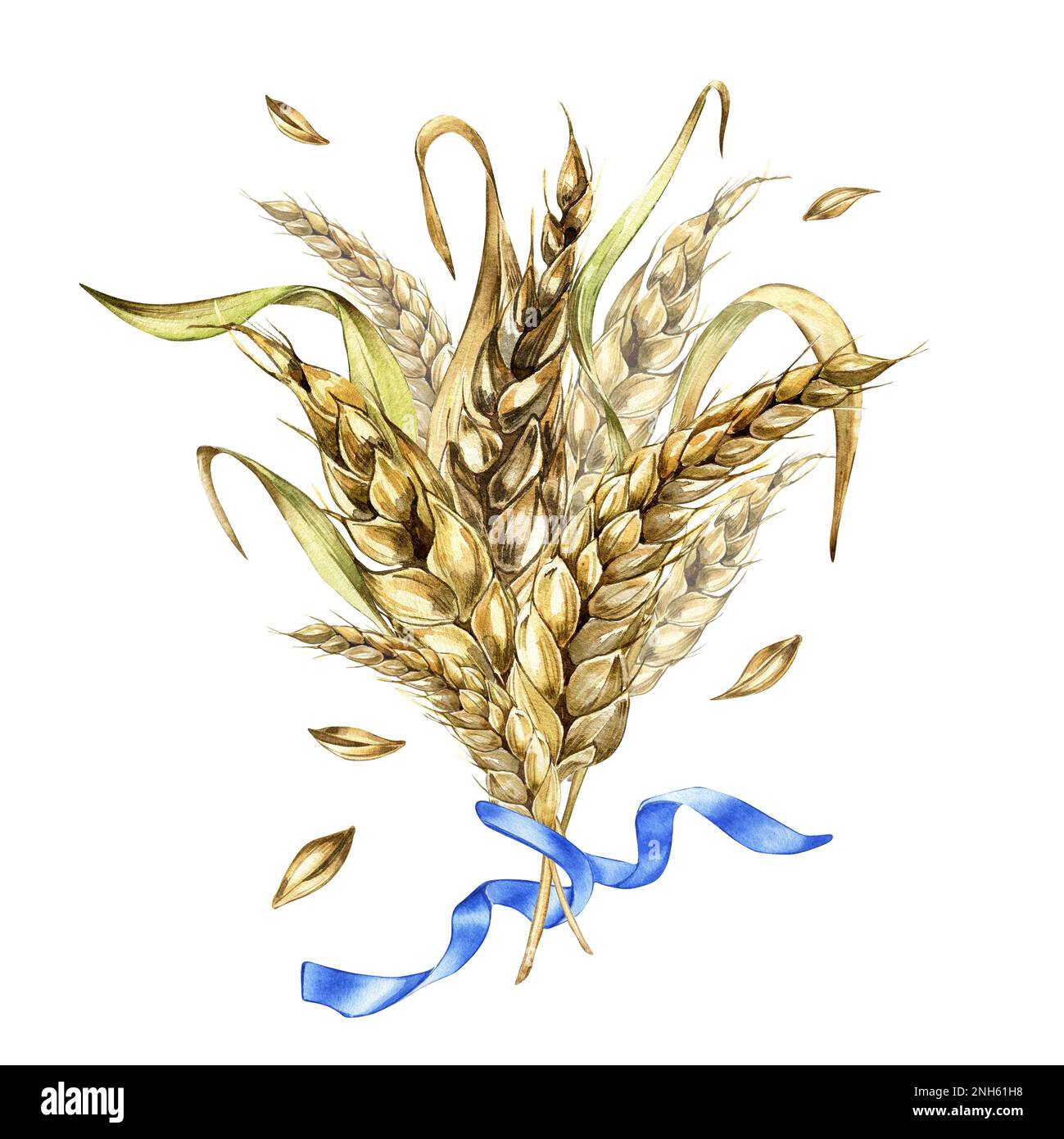 Wheat ear bunch and ribbon watercolor illustration isolated on white ...