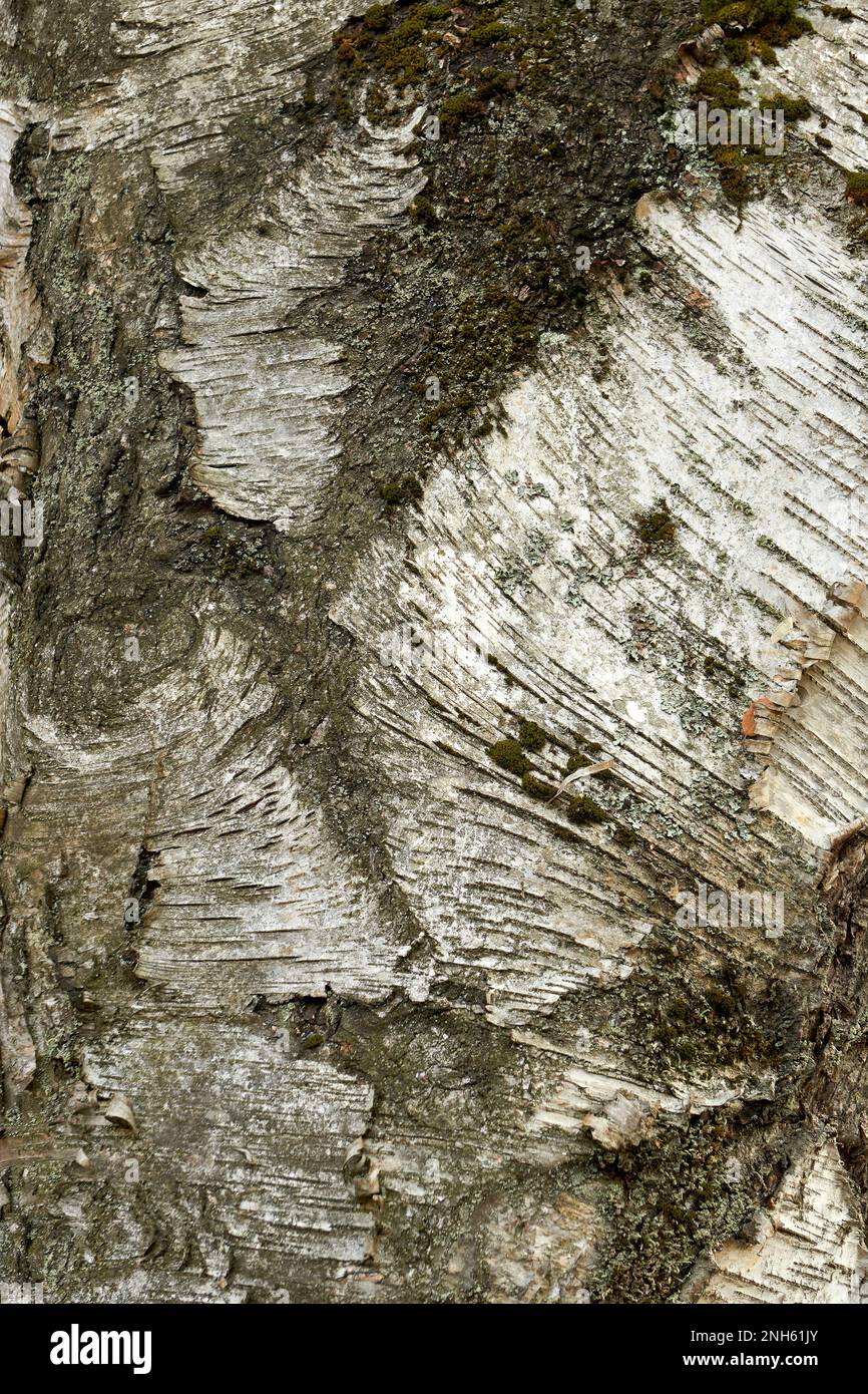 Closeup of birch tree bark rough texture designs Stock Photo - Alamy