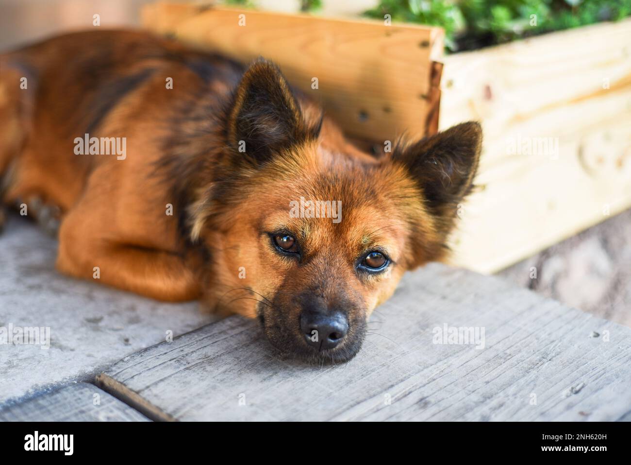 peaceful dog lies under the sun rays and looks at the camera Stock ...