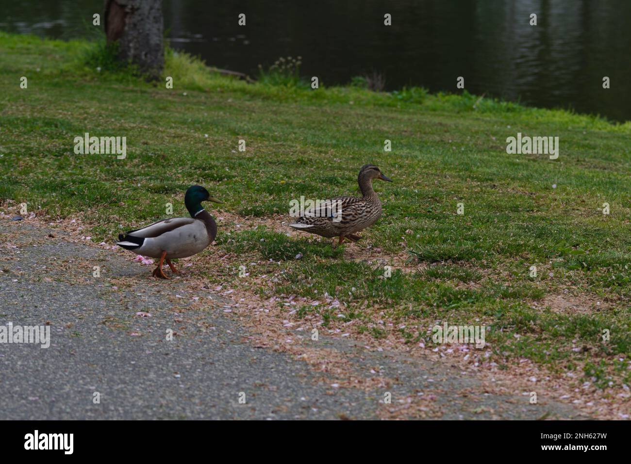 Two mallard ducks, a male (drake) and a female, walking toward the ...