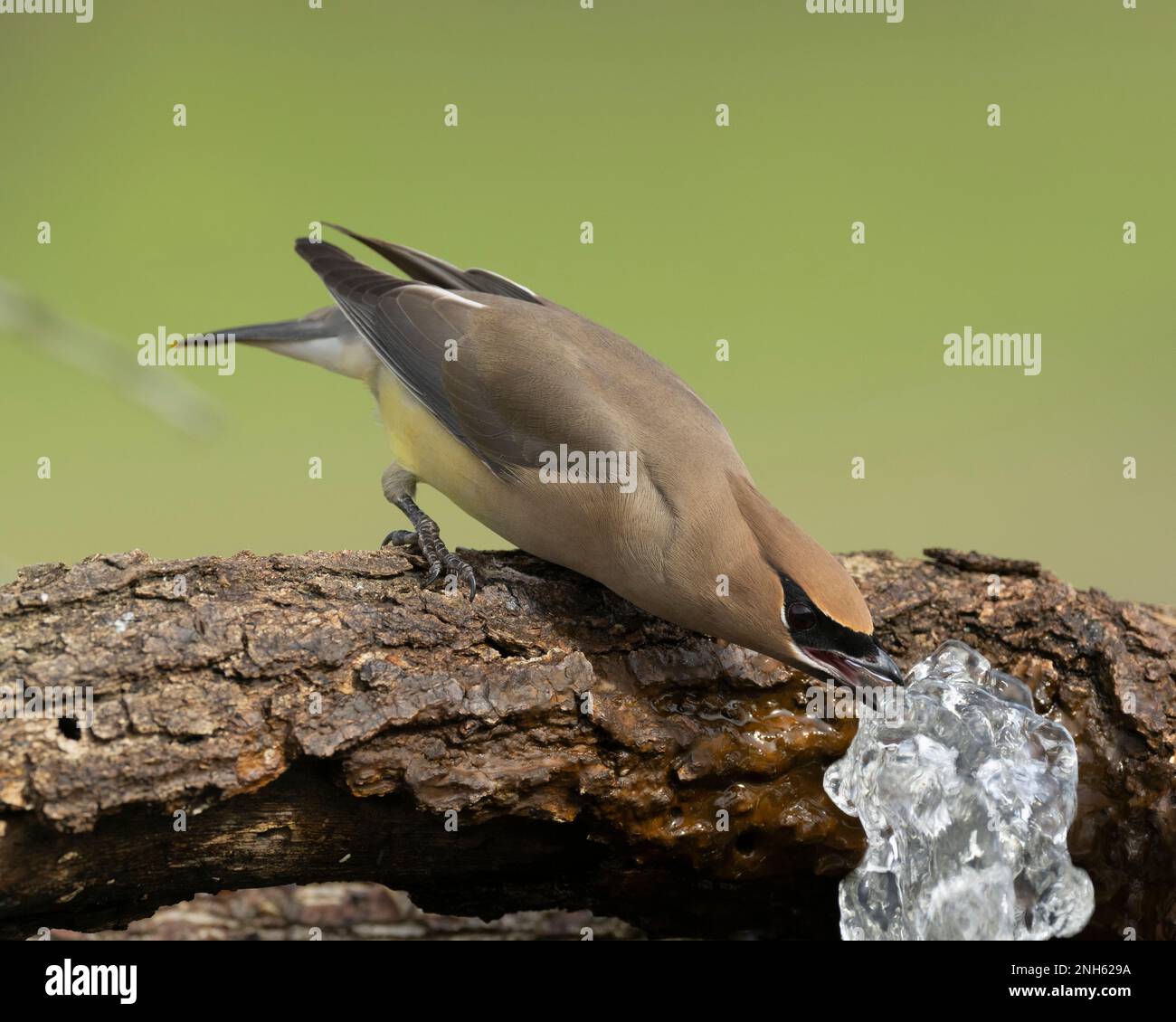 A Cedar Waxwing is drinking from the bubbler of a back yard bird bath ...