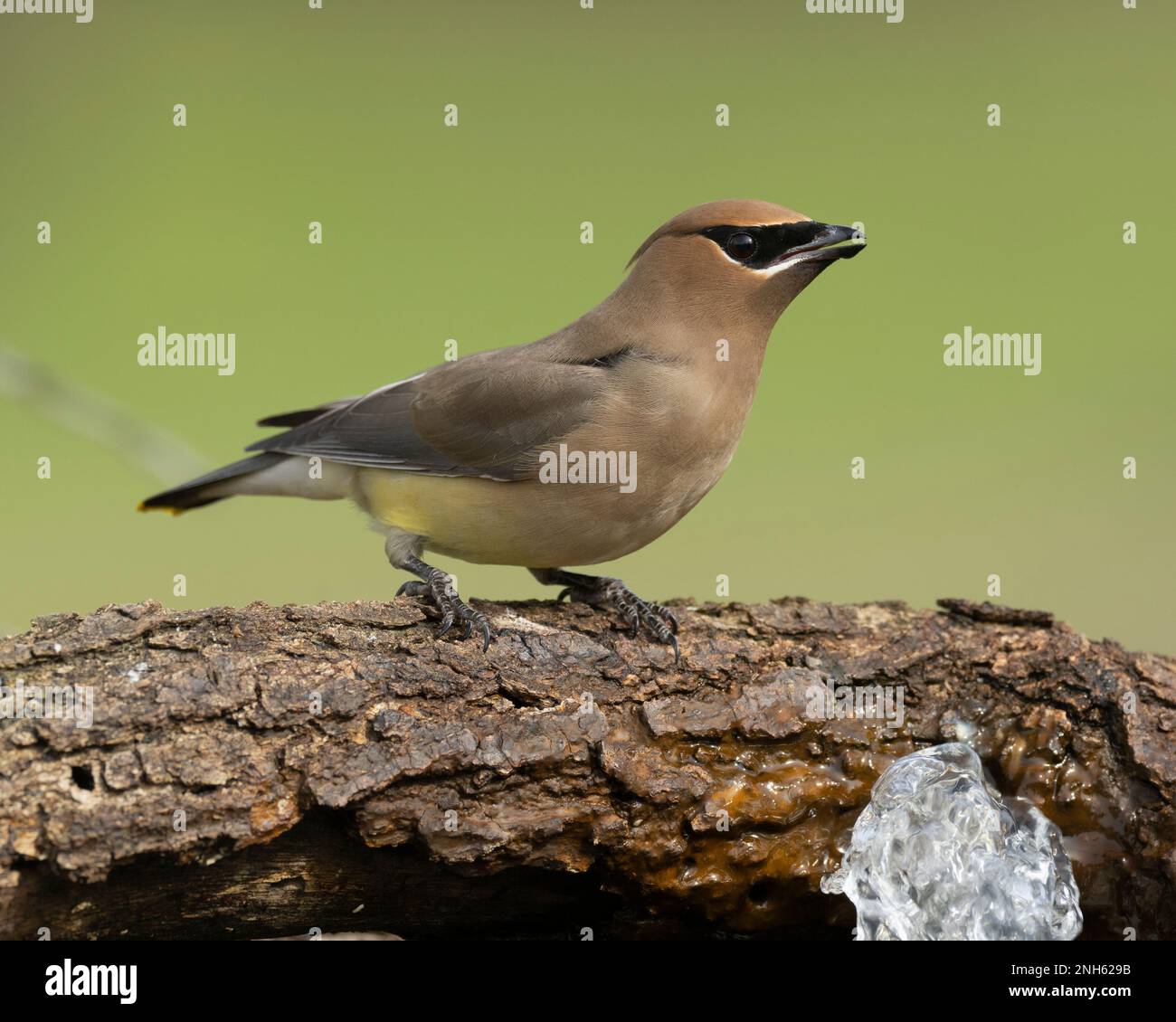 A Cedar Waxwing lets water run down its throat while drinking from the ...