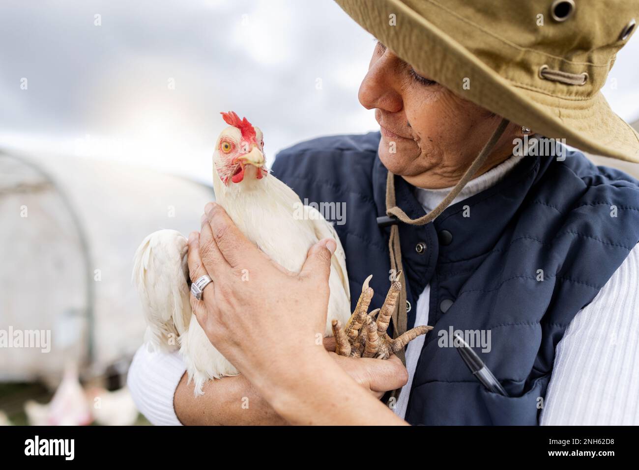 Farmer, woman and holding chicken for agriculture in field, environment and countryside. Poultry ...