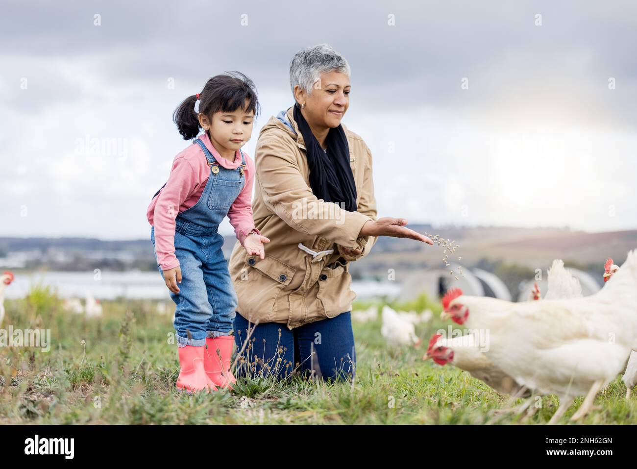 Family, agriculture and chicken, grandmother and child on farm in ...