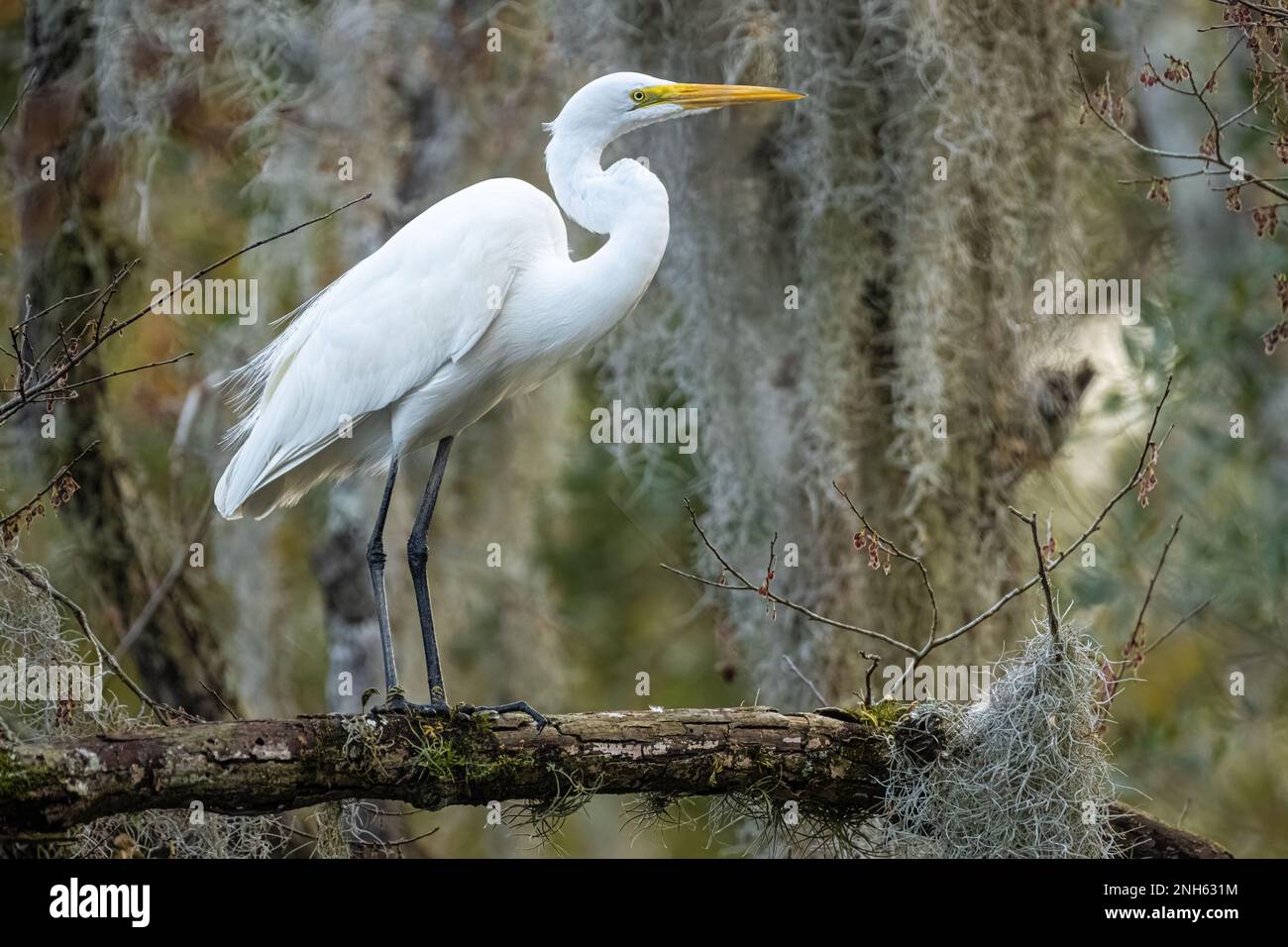Elegant great egret perched amidst Spanish moss above a waterway at ...