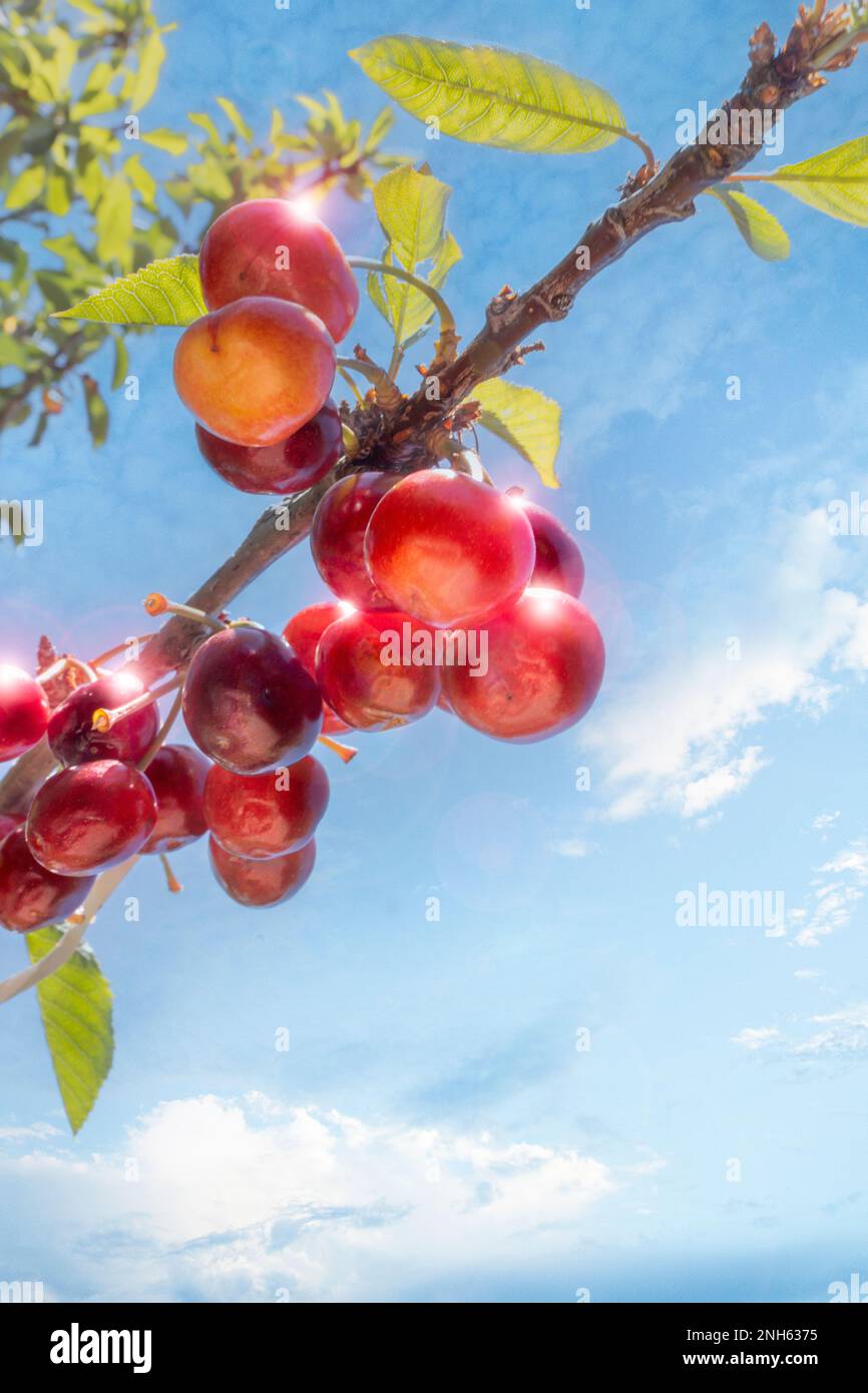 From the branch of the cherry tree, cherries are picked fresh from the ...