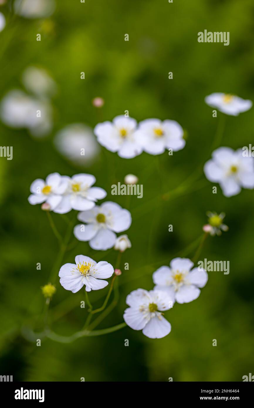 Ranunculus platanifolius growing in mountains Stock Photo - Alamy