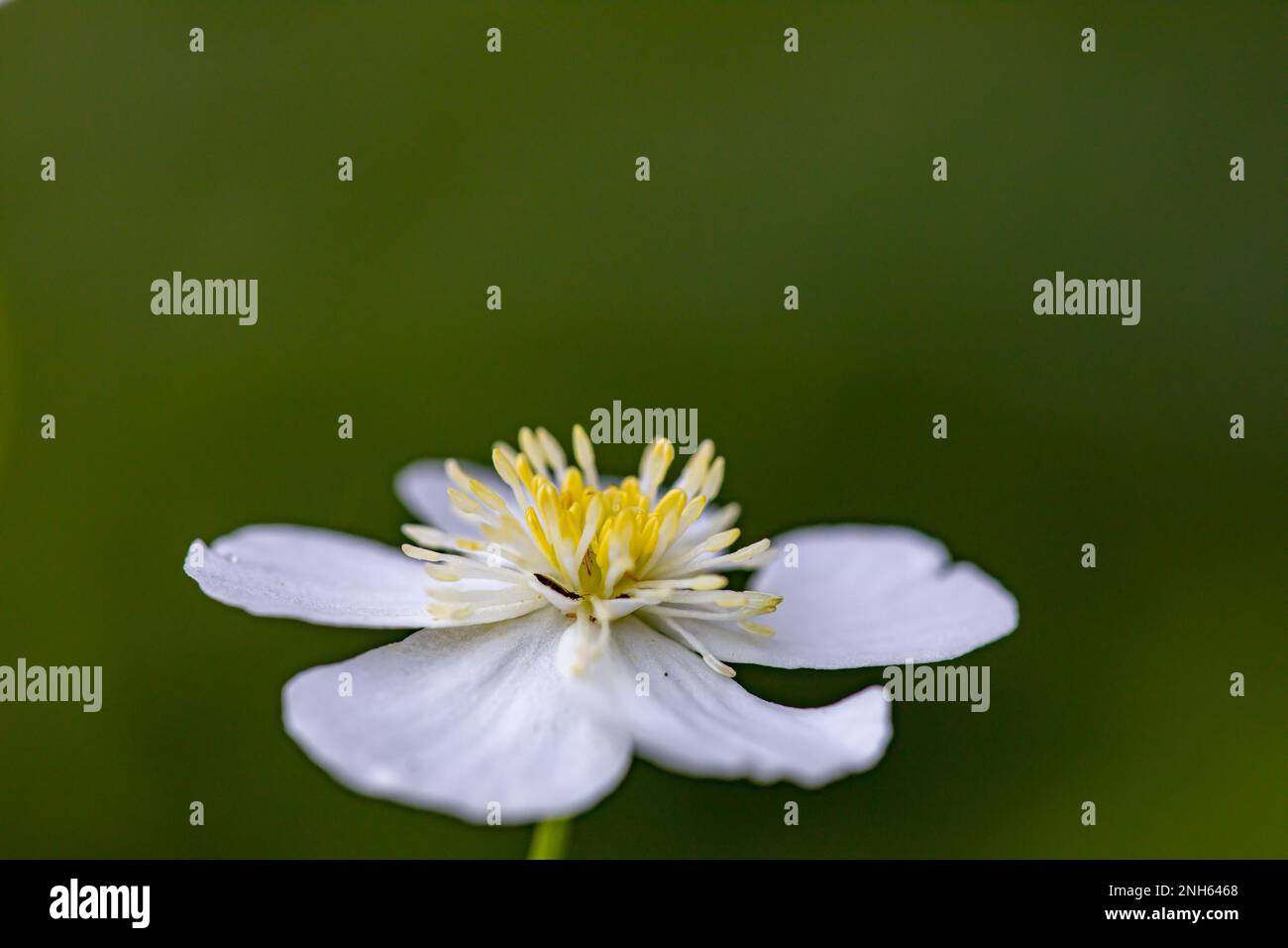 Ranunculus platanifolius growing in mountains Stock Photo - Alamy
