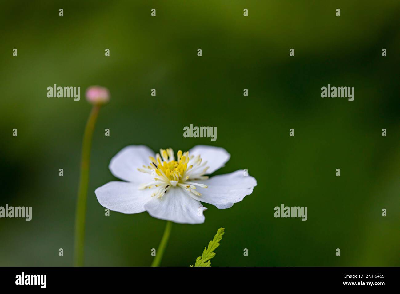 Ranunculus platanifolius growing in mountains Stock Photo - Alamy
