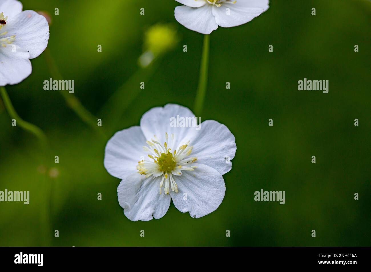 Ranunculus platanifolius growing in mountains Stock Photo - Alamy