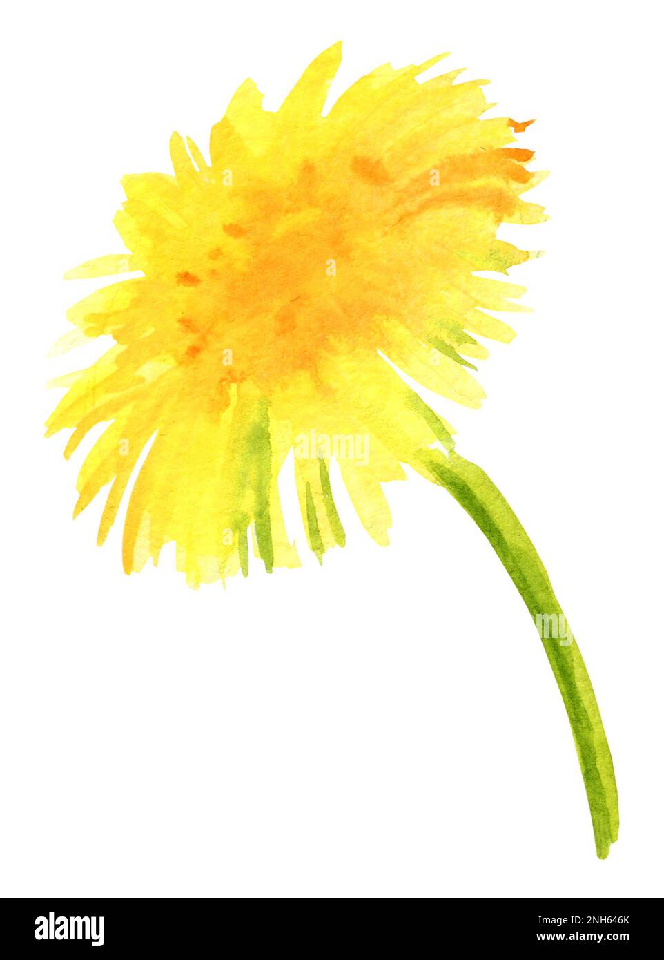 watercolour flowers dandelion. Hand draw illustration. watercolor ...