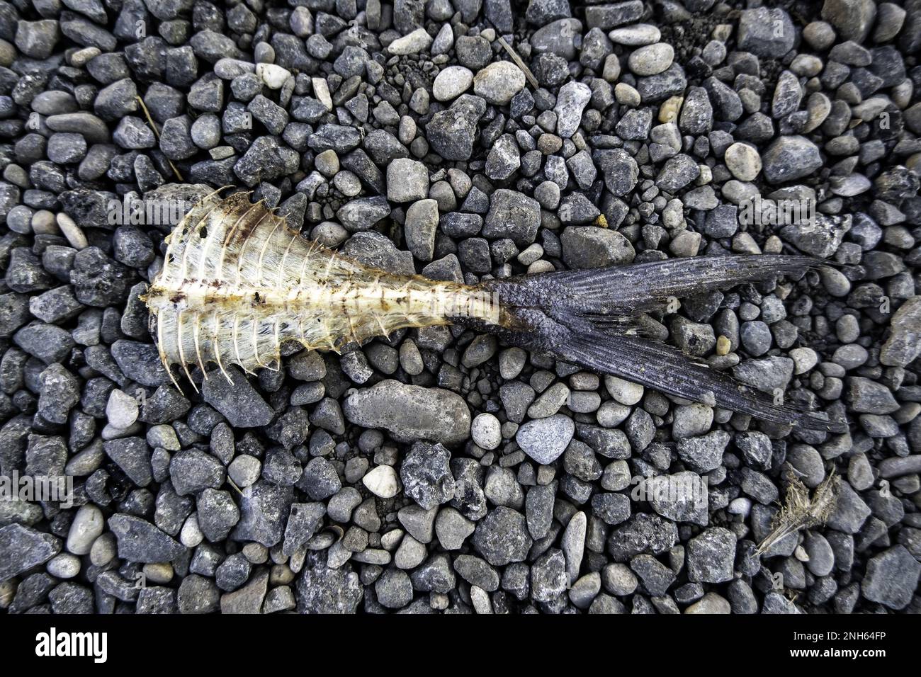 Detail of fish in poor condition, garbage and pollution Stock Photo - Alamy