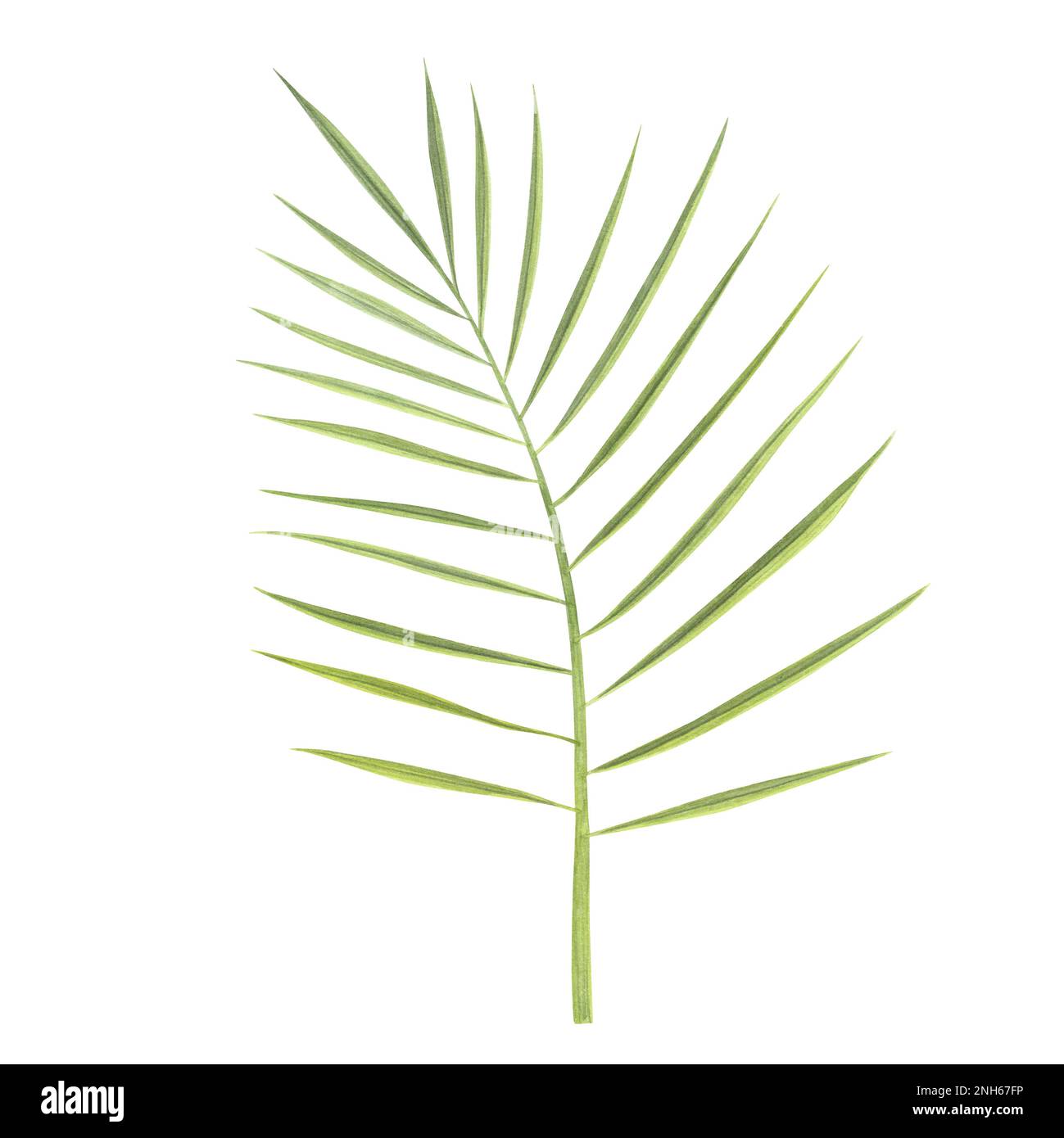 tropic date palm leaf watercolor isolated on white background ...