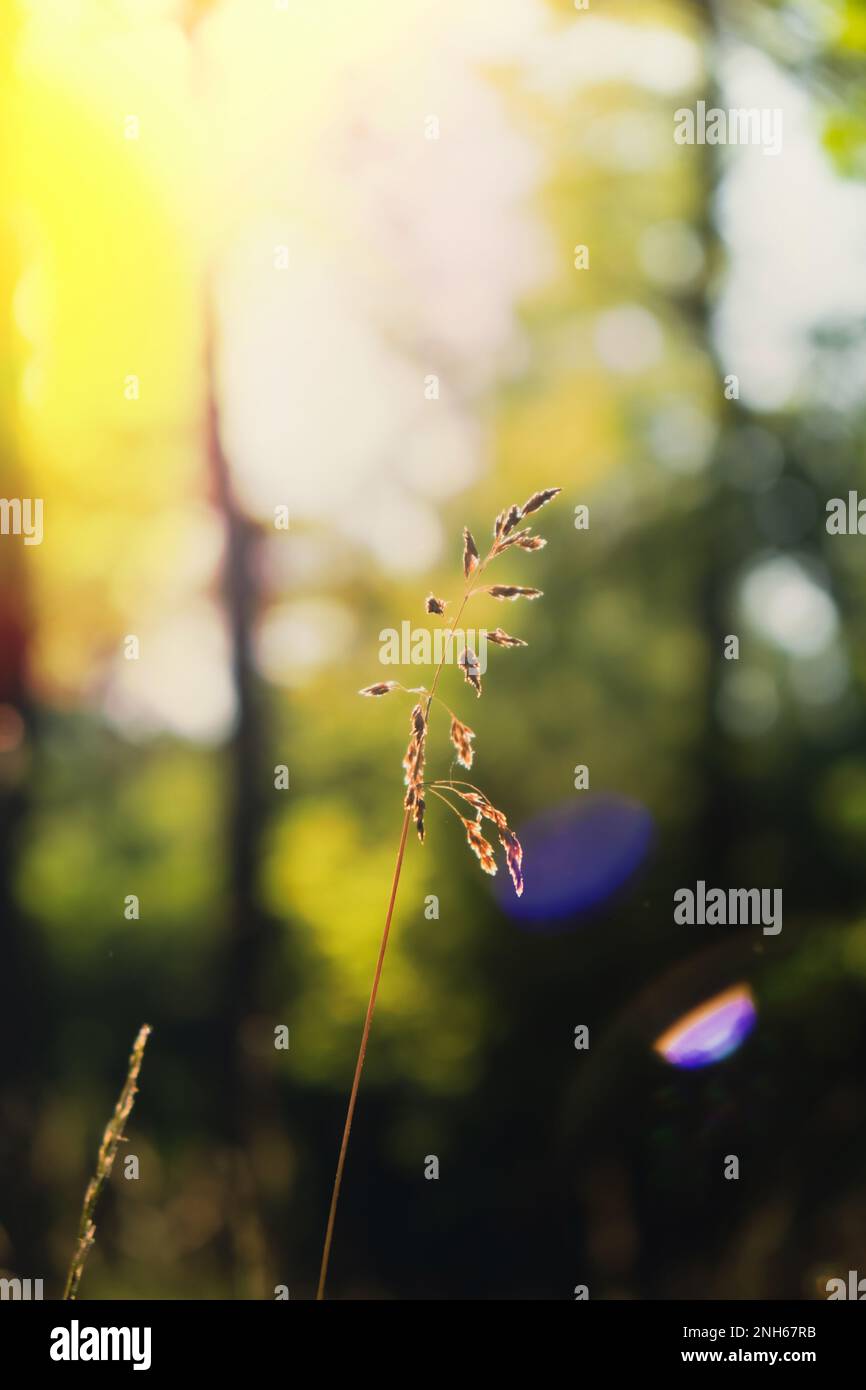 Rice field windy hi-res stock photography and images - Alamy