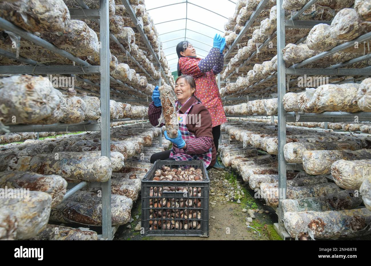 HUZHOU, CHINA - FEBRUARY 21, 2023 - Mushroom farmers collect shiitakes ...