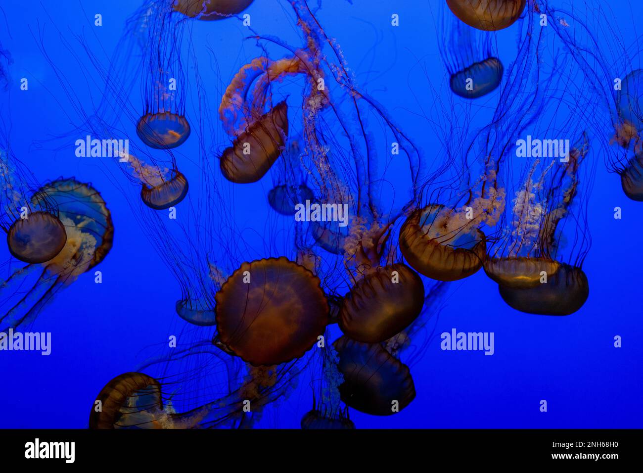 Jellyfish group in aquarium hi-res stock photography and images - Alamy