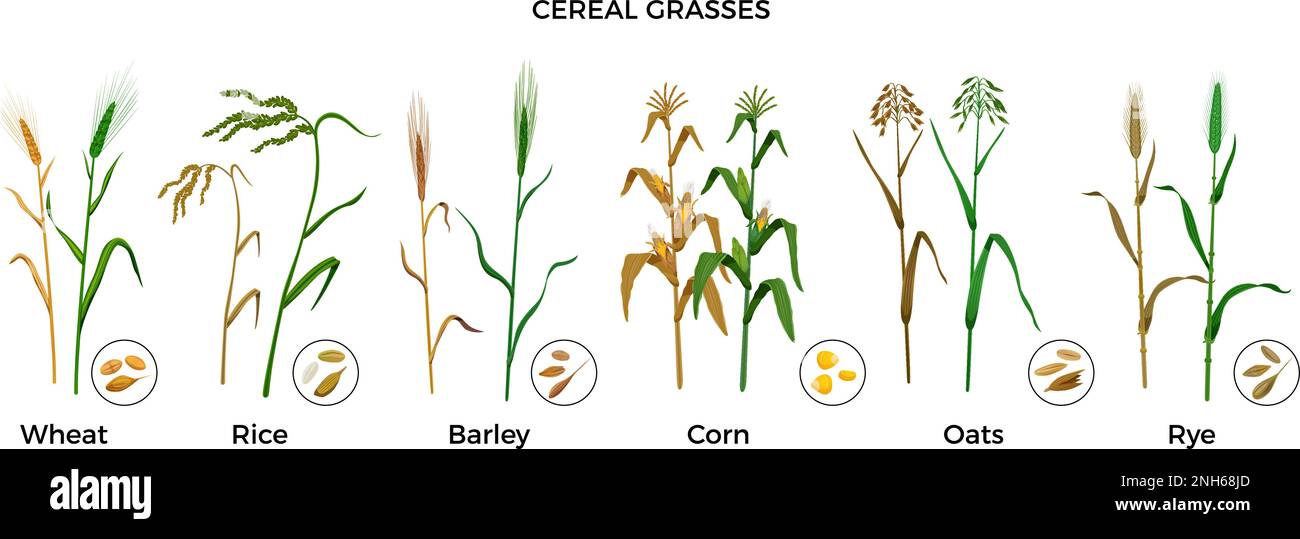 Cereal grasses flat icons set with wheat rice barley corn oats rye ...