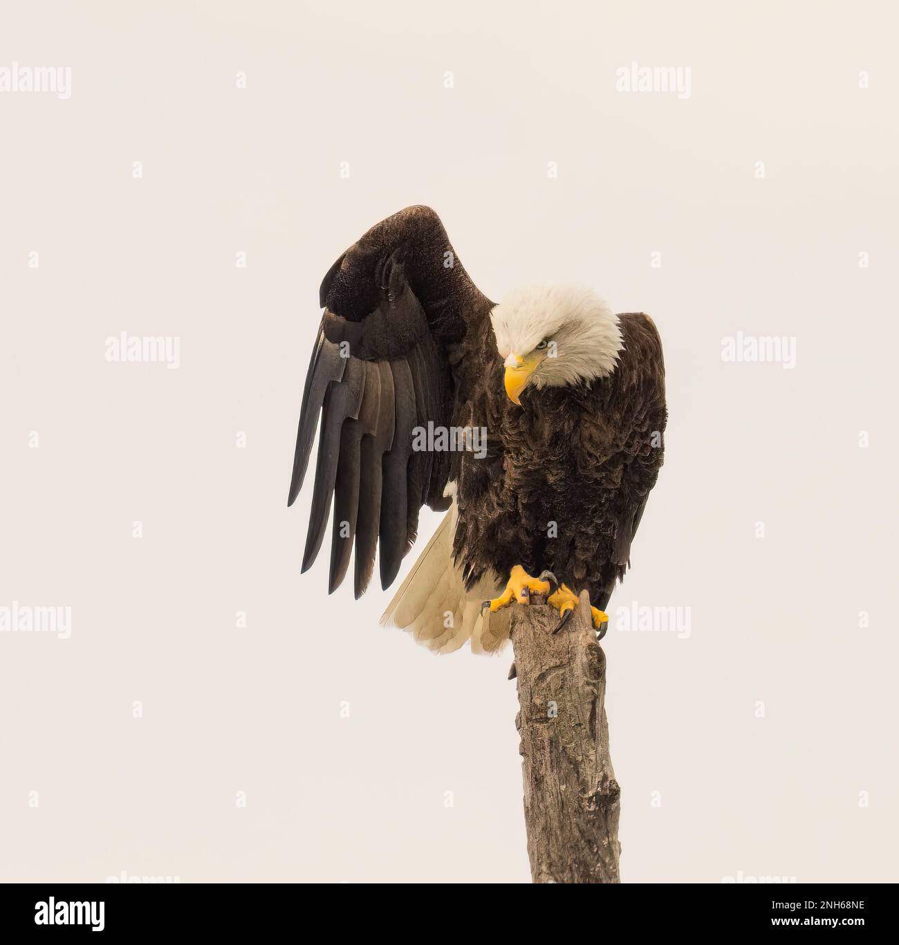 A majestic bald eagle perched atop a tree branch with its wings spread ...
