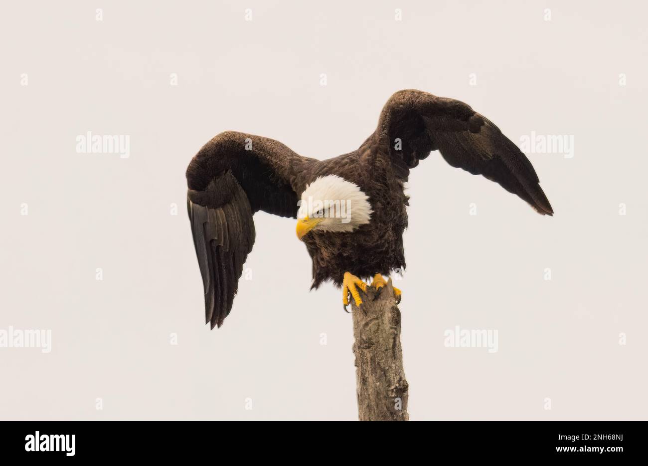 A majestic bald eagle perched atop a tree branch with its wings spread Stock Photo - Alamy
