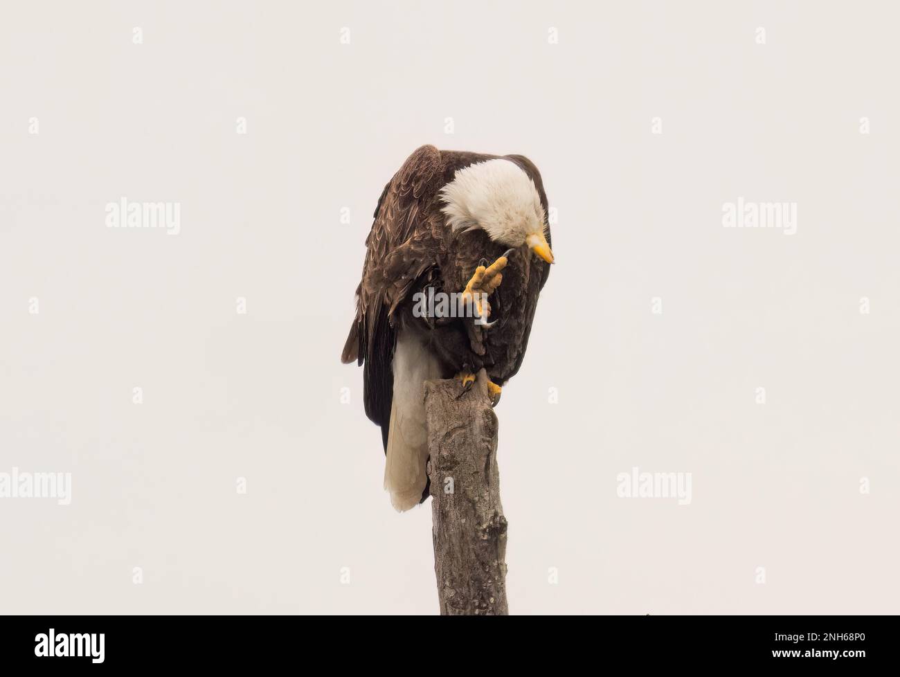 A majestic bald eagle perched atop a tree branch with its wings spread Stock Photo - Alamy