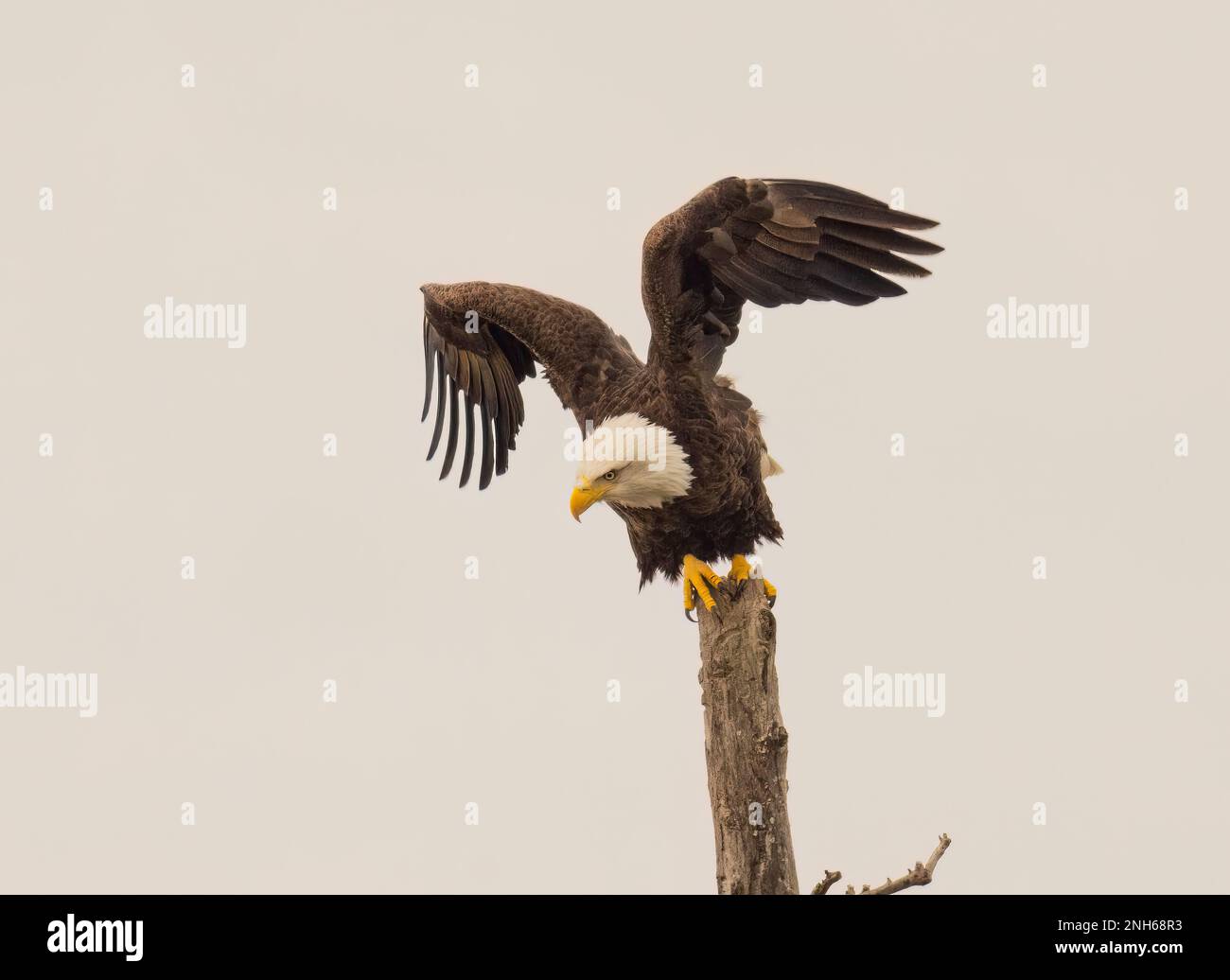 A majestic bald eagle perched atop a tree branch with its wings spread ...