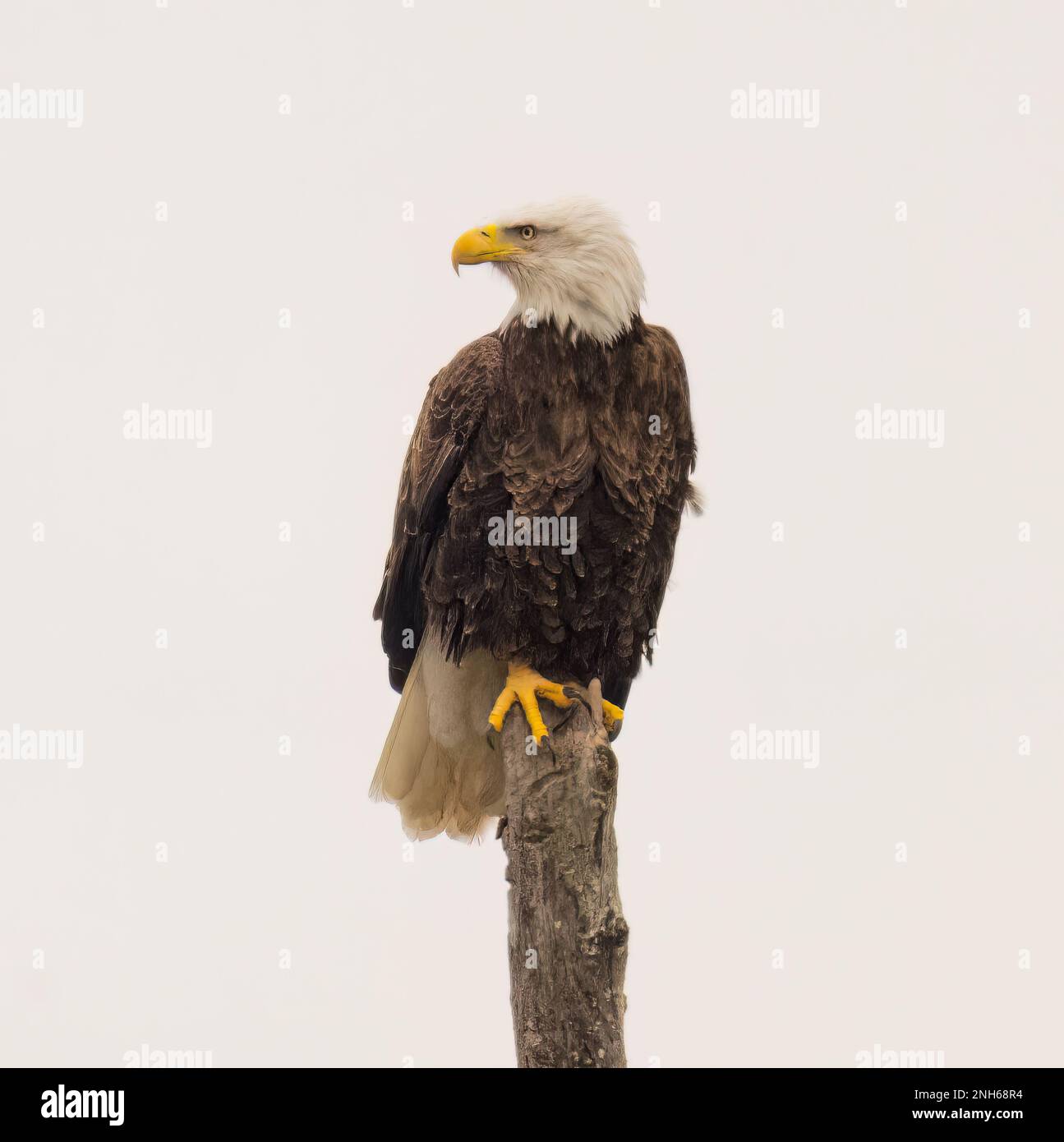 A majestic bald eagle perched atop a tree branch with its wings spread ...