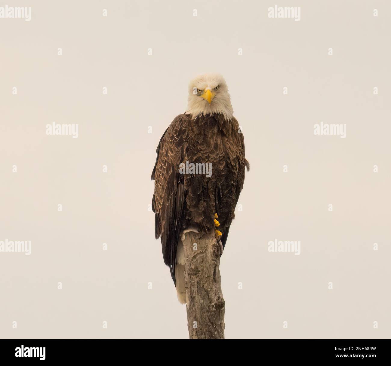 A majestic bald eagle perched atop a tree branch with its wings spread ...