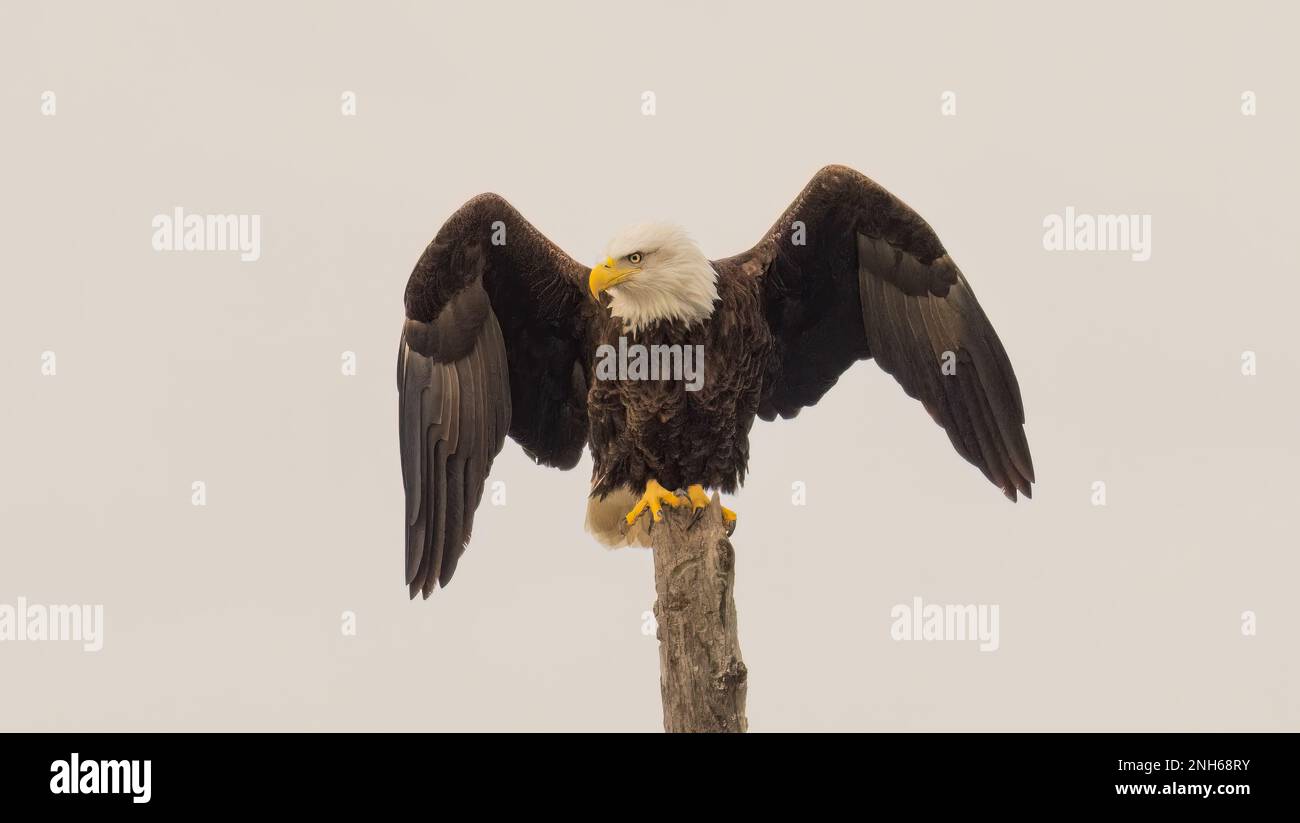 A majestic bald eagle perched atop a tree branch with its wings spread ...