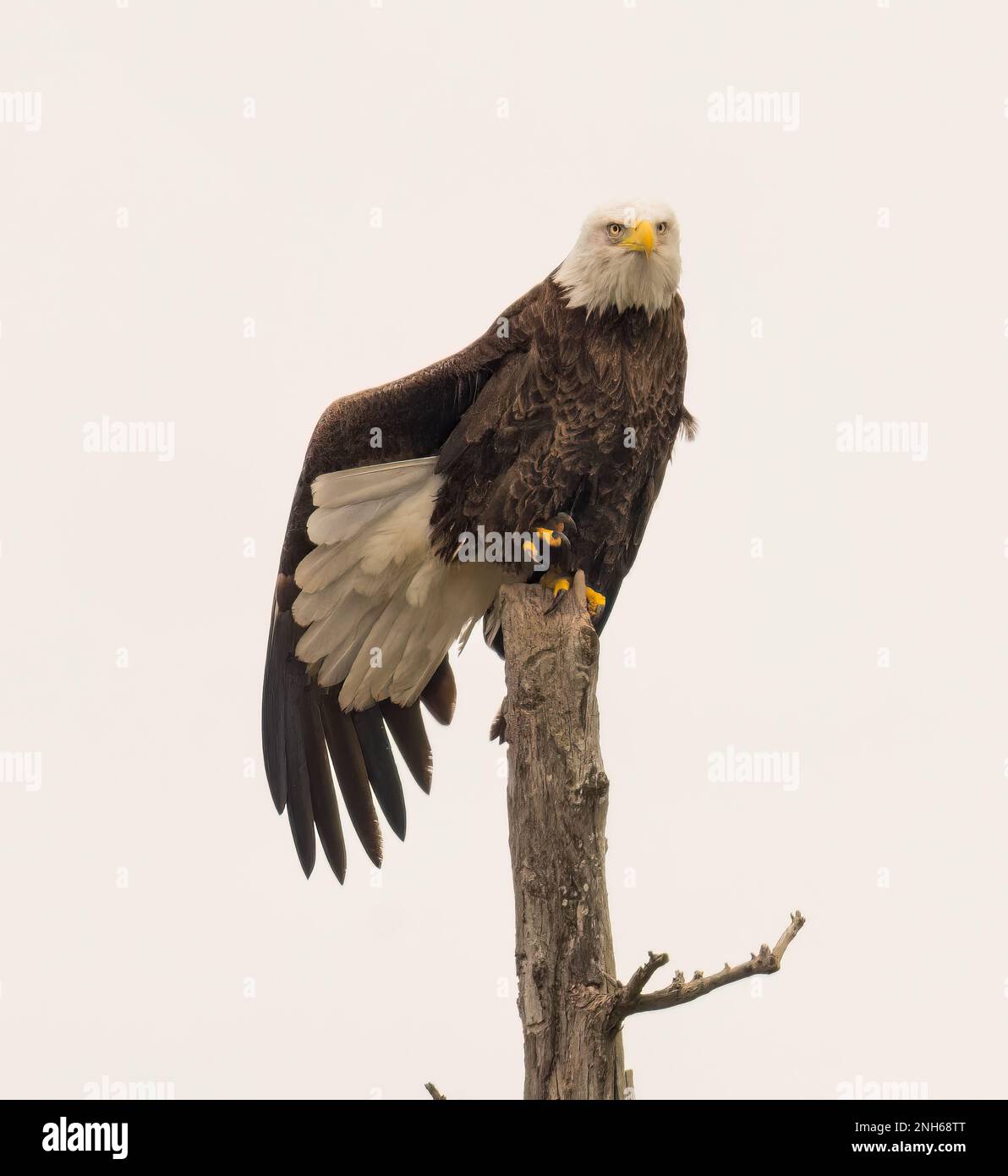 A majestic bald eagle perched atop a tree branch with its wings spread Stock Photo - Alamy