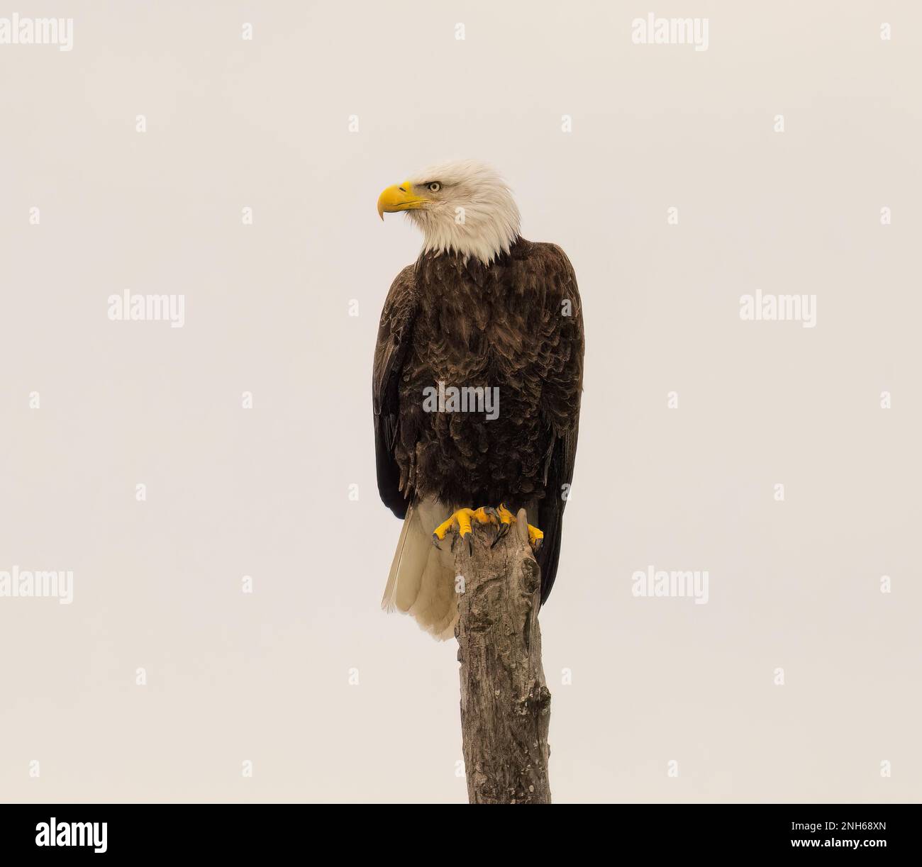 A majestic bald eagle perched atop a tree branch with its wings spread ...