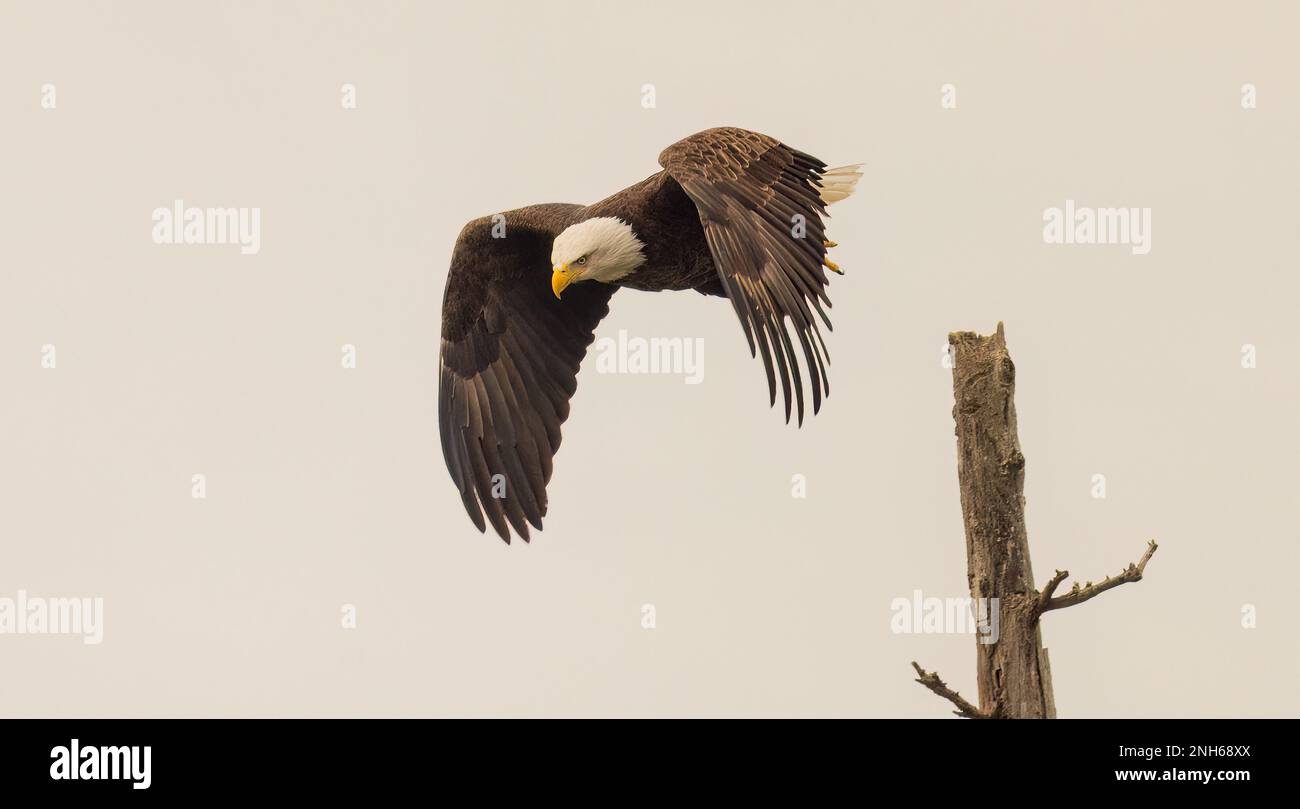 A majestic bald eagle soars majestically over a tree branch, its wings ...