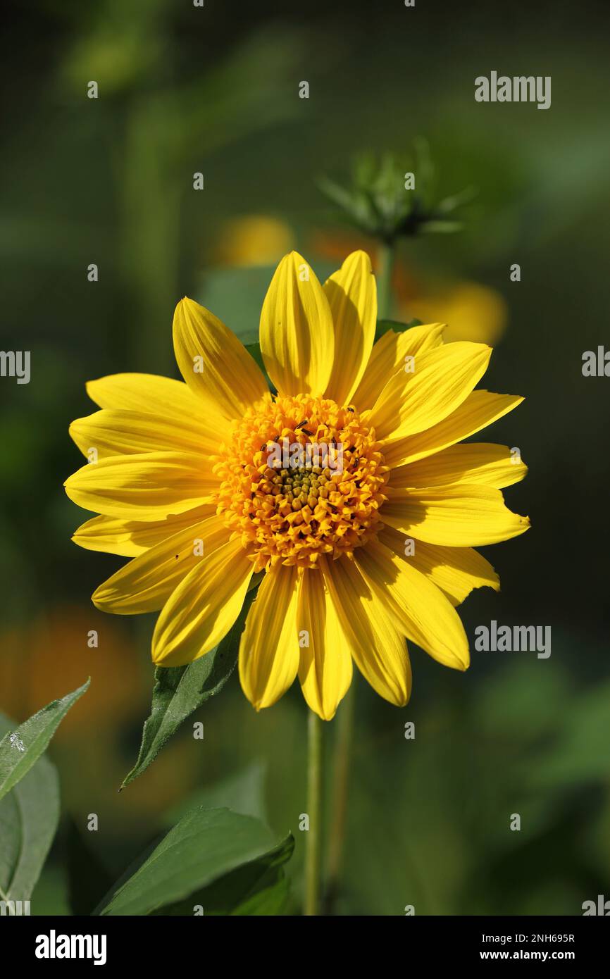 helianthus species native to north america with yellow petals and ...
