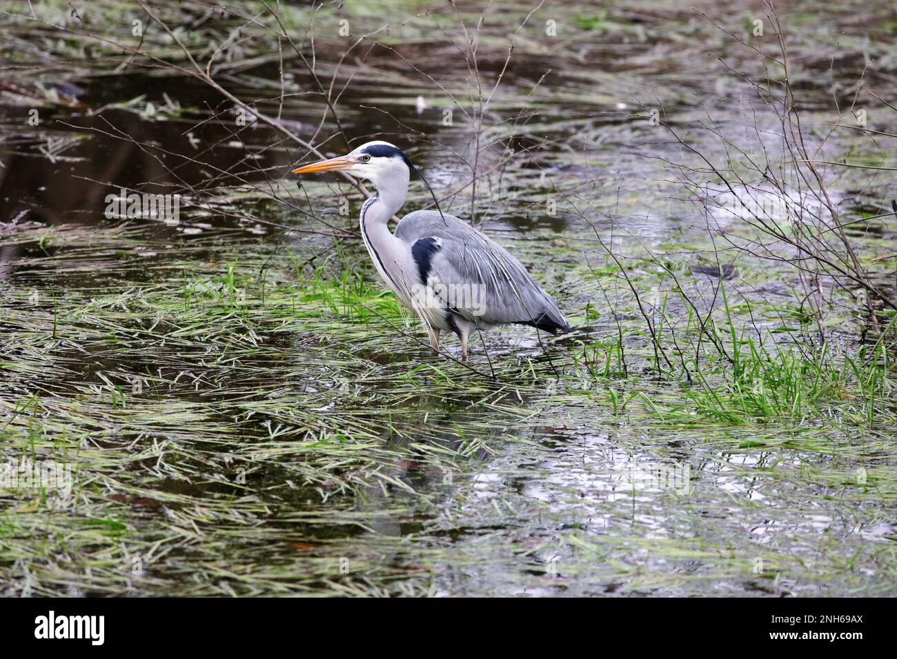 Wimbledon common wildlife hi-res stock photography and images - Alamy