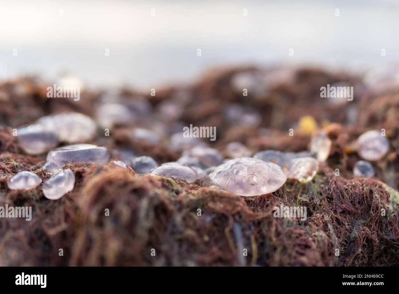 Moon jelly, common jellyfish (Aurelia aurita), dead on the beach Stock ...