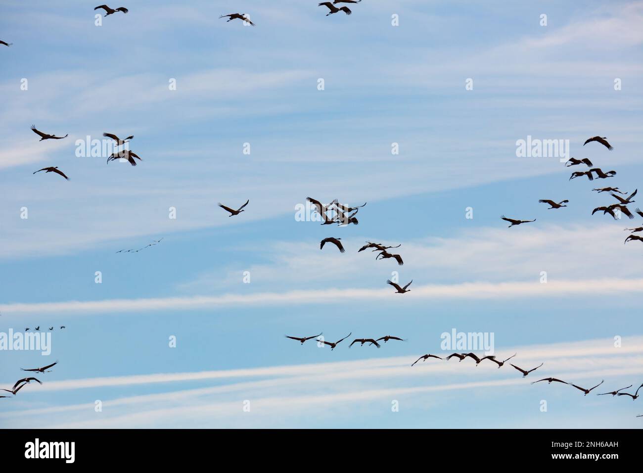 Common cranes flying breeding hi-res stock photography and images - Alamy