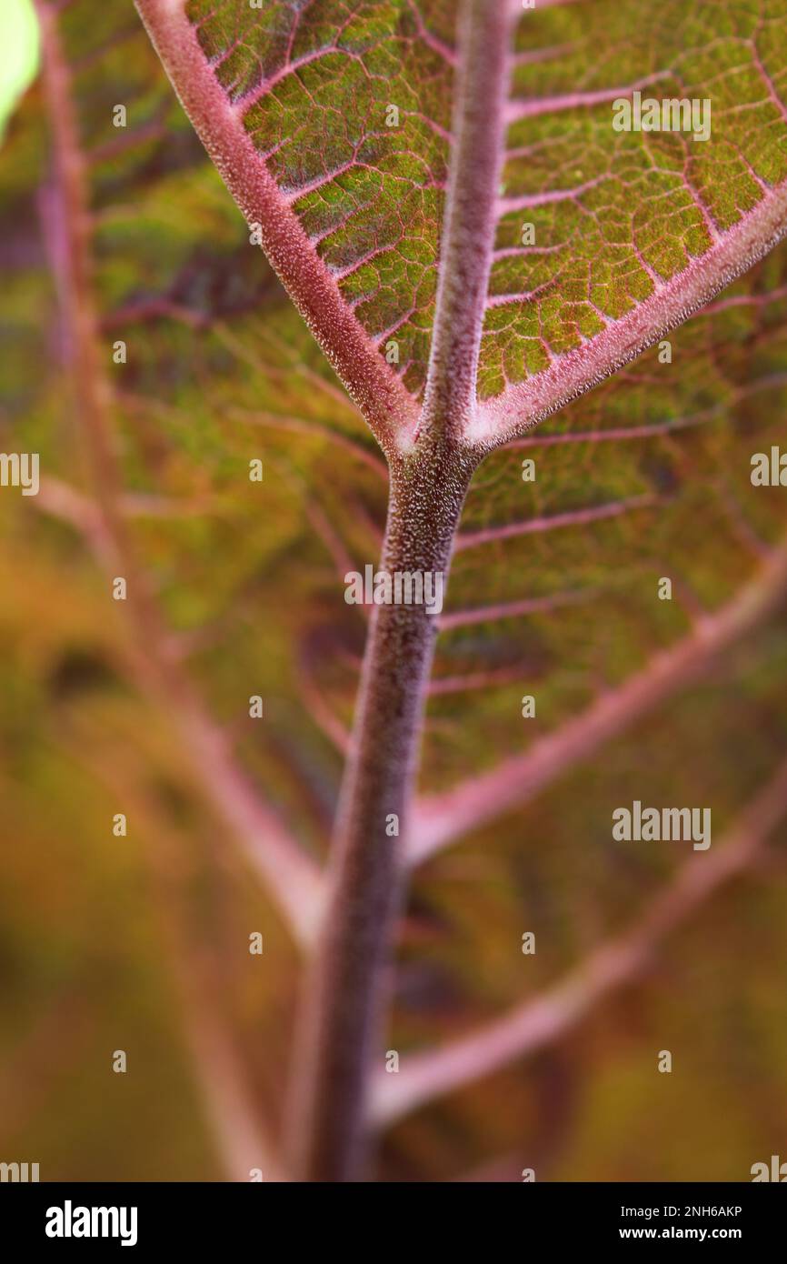 red leafstructure with nerves and anthocyan Stock Photo - Alamy