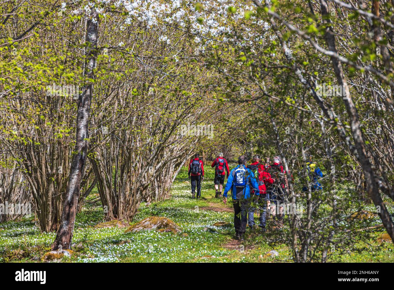 Hazel walk hi-res stock photography and images - Alamy