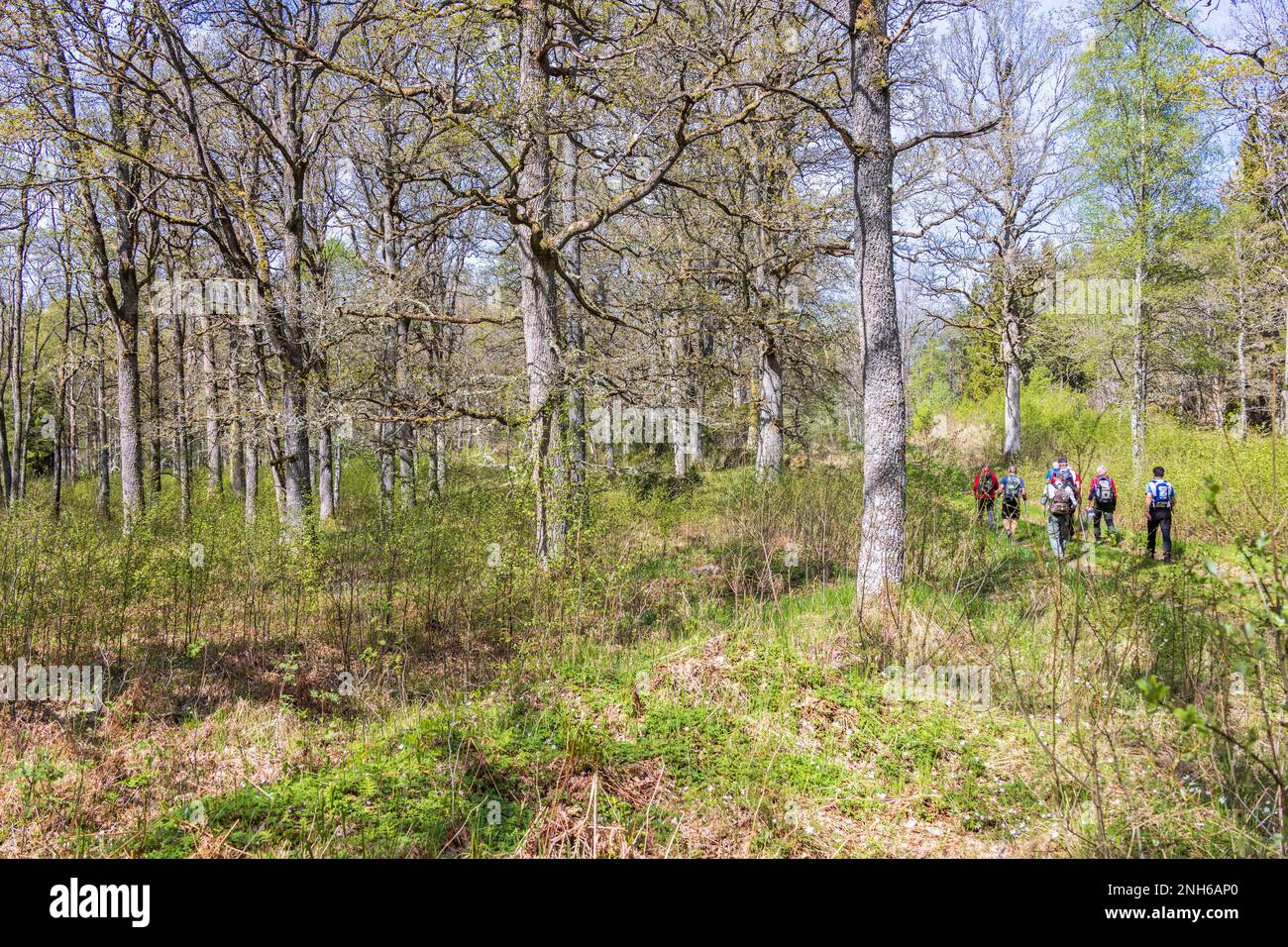 Spring budding oak tree hi-res stock photography and images - Alamy