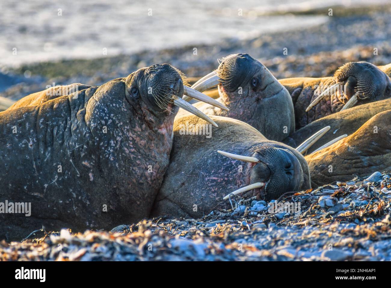 Walrus herd resting on beach hi-res stock photography and images - Alamy