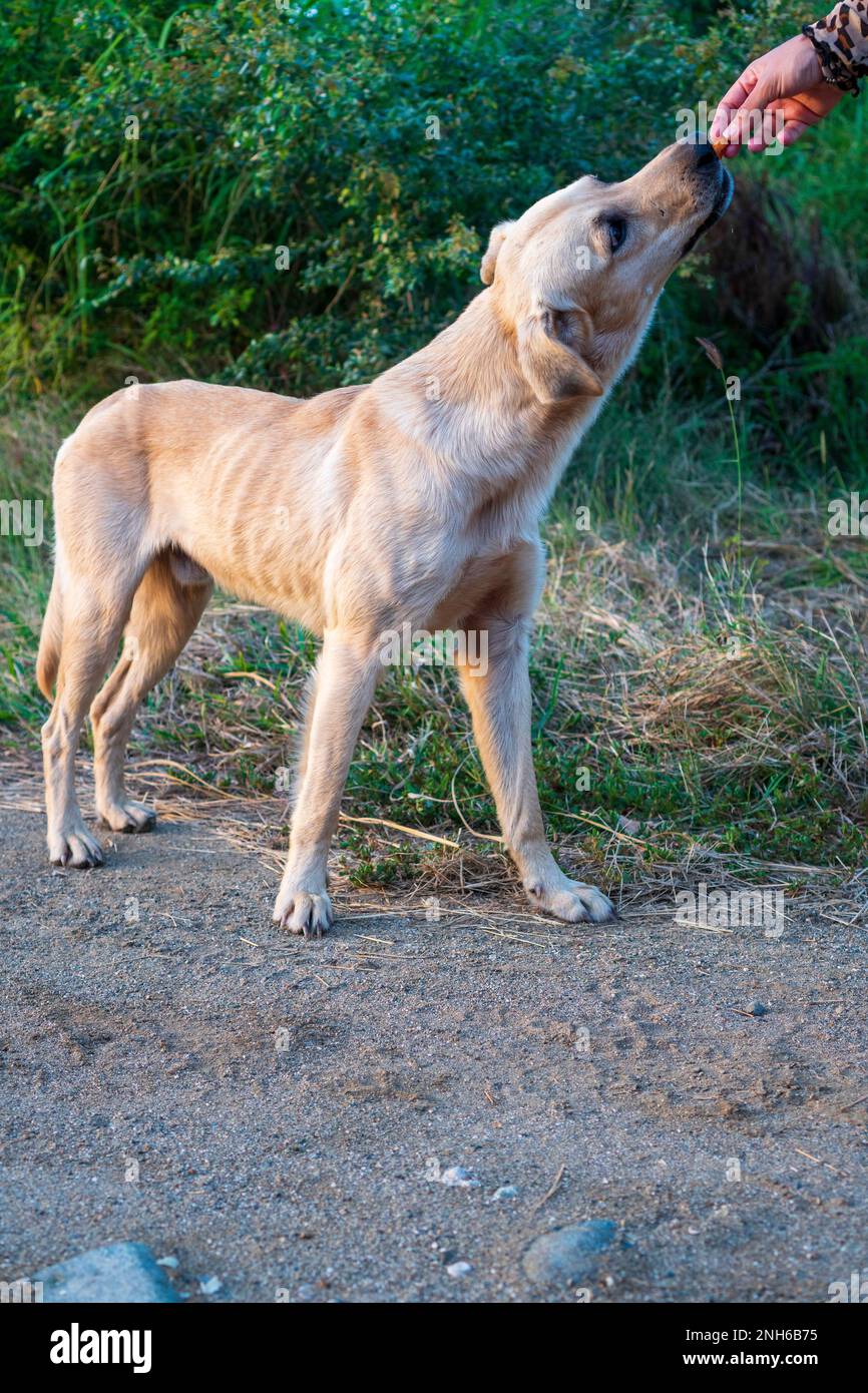 Cute Puerto Rico Street dog being fed Stock Photo - Alamy