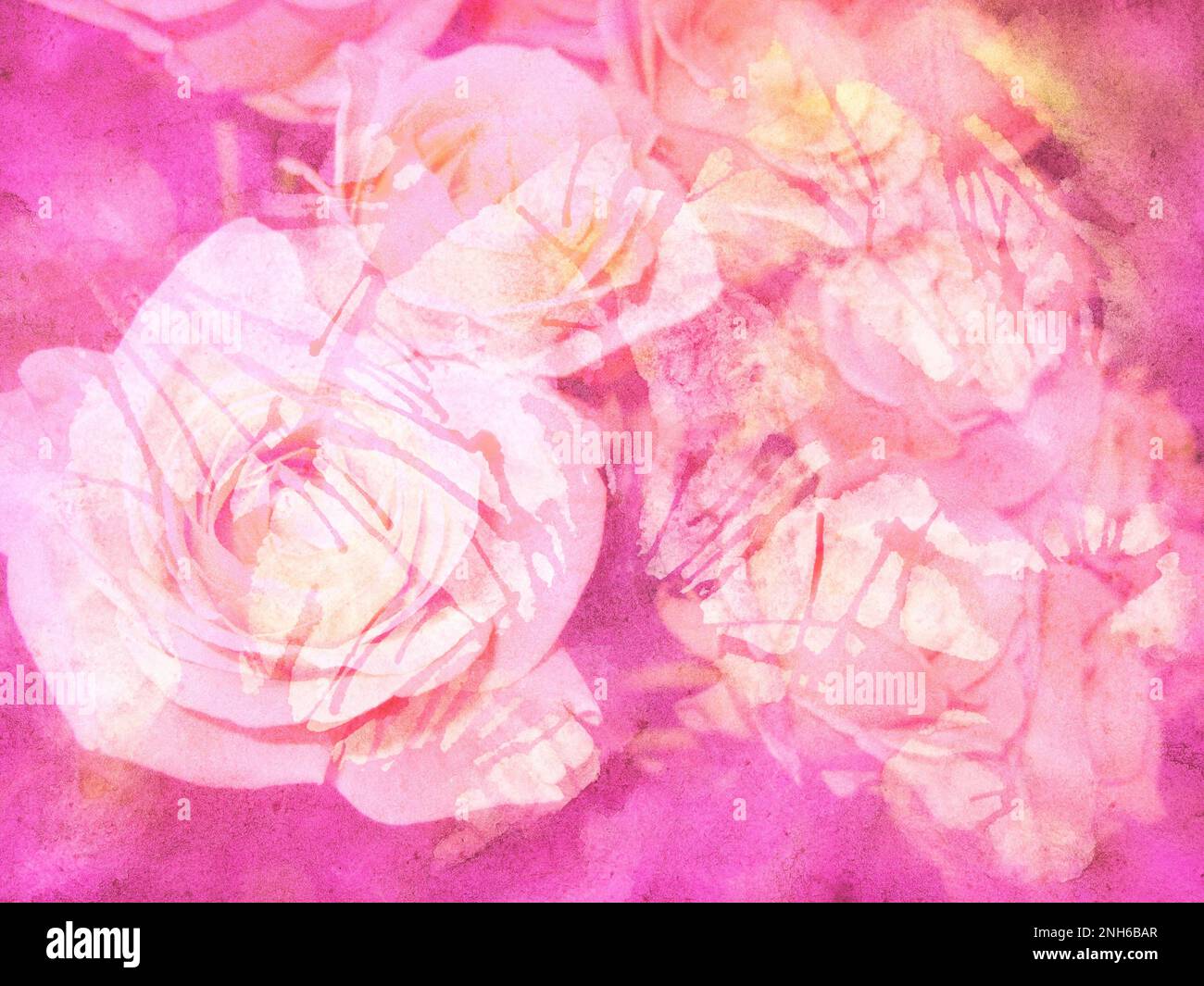 Watercolor pink rose flower floral wallpaper background Stock Photo - Alamy