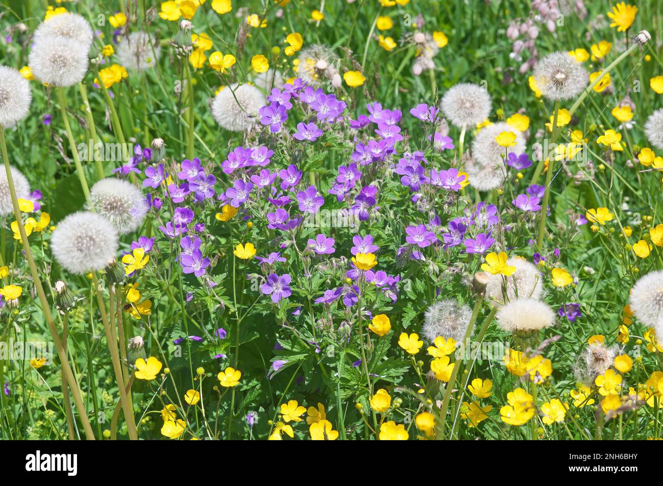 Alpine meadow at middle hight (1500 m) in flowers with dandelion ...