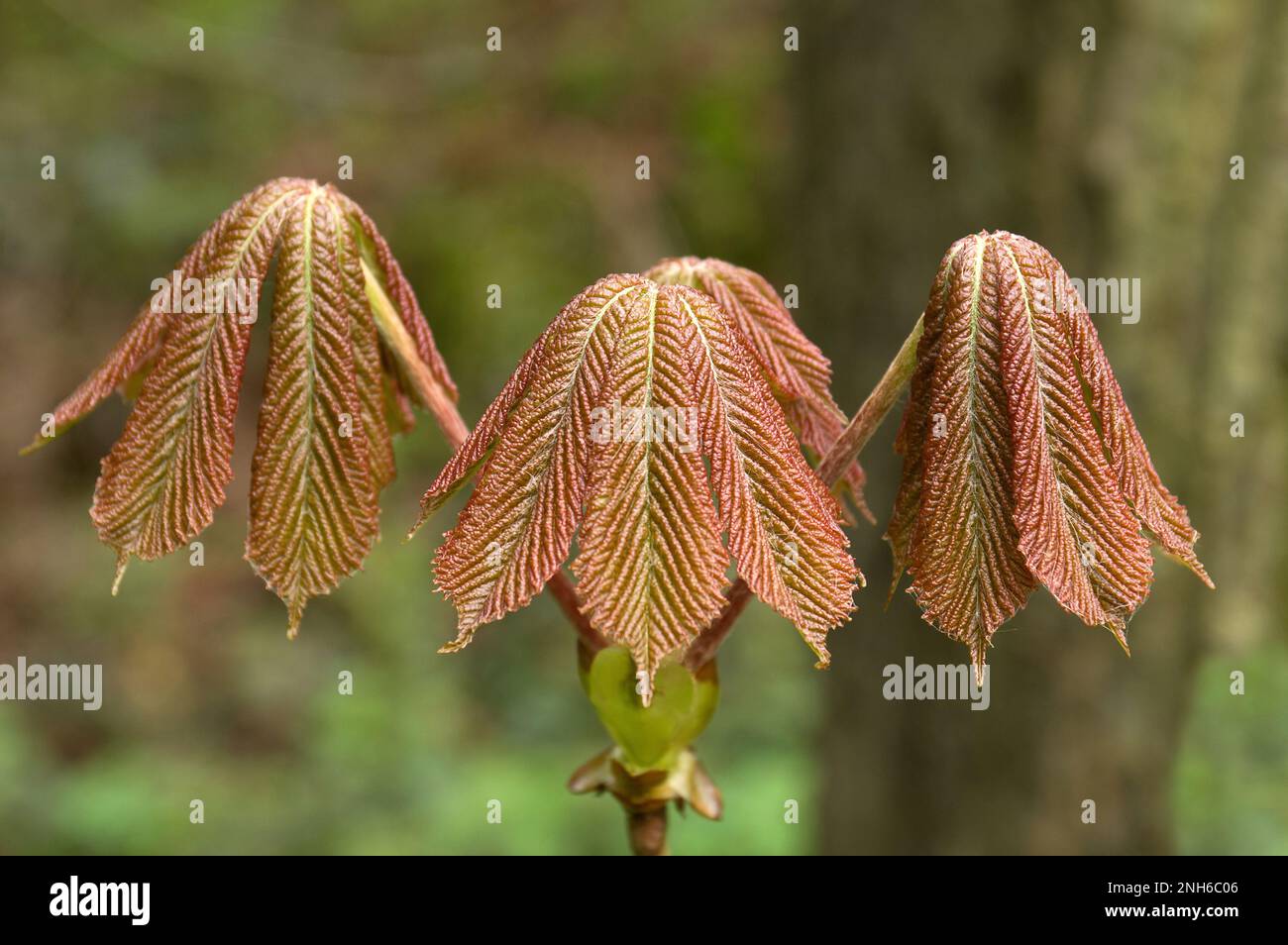 Three young, unfolding leaves of a horse-chestnut tree. Aesculus ...
