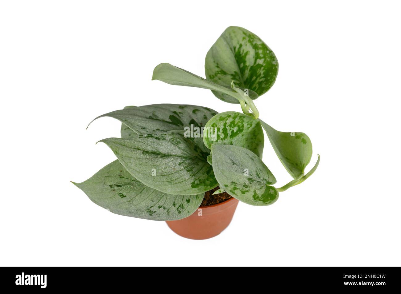 Tropical silver green colored 'Scindapsus Pictus Silvery Ann ...