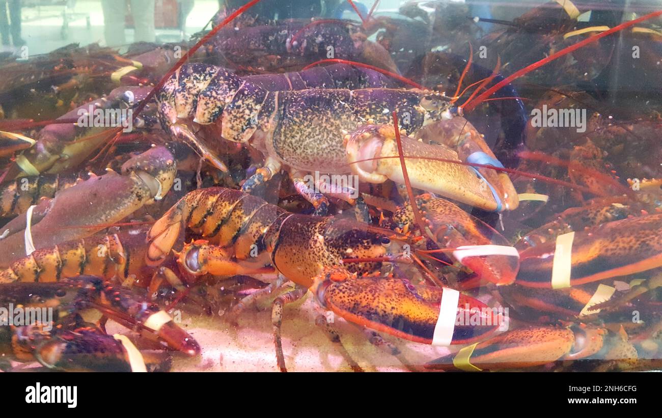 Raw lobsters tied claws hi-res stock photography and images - Alamy