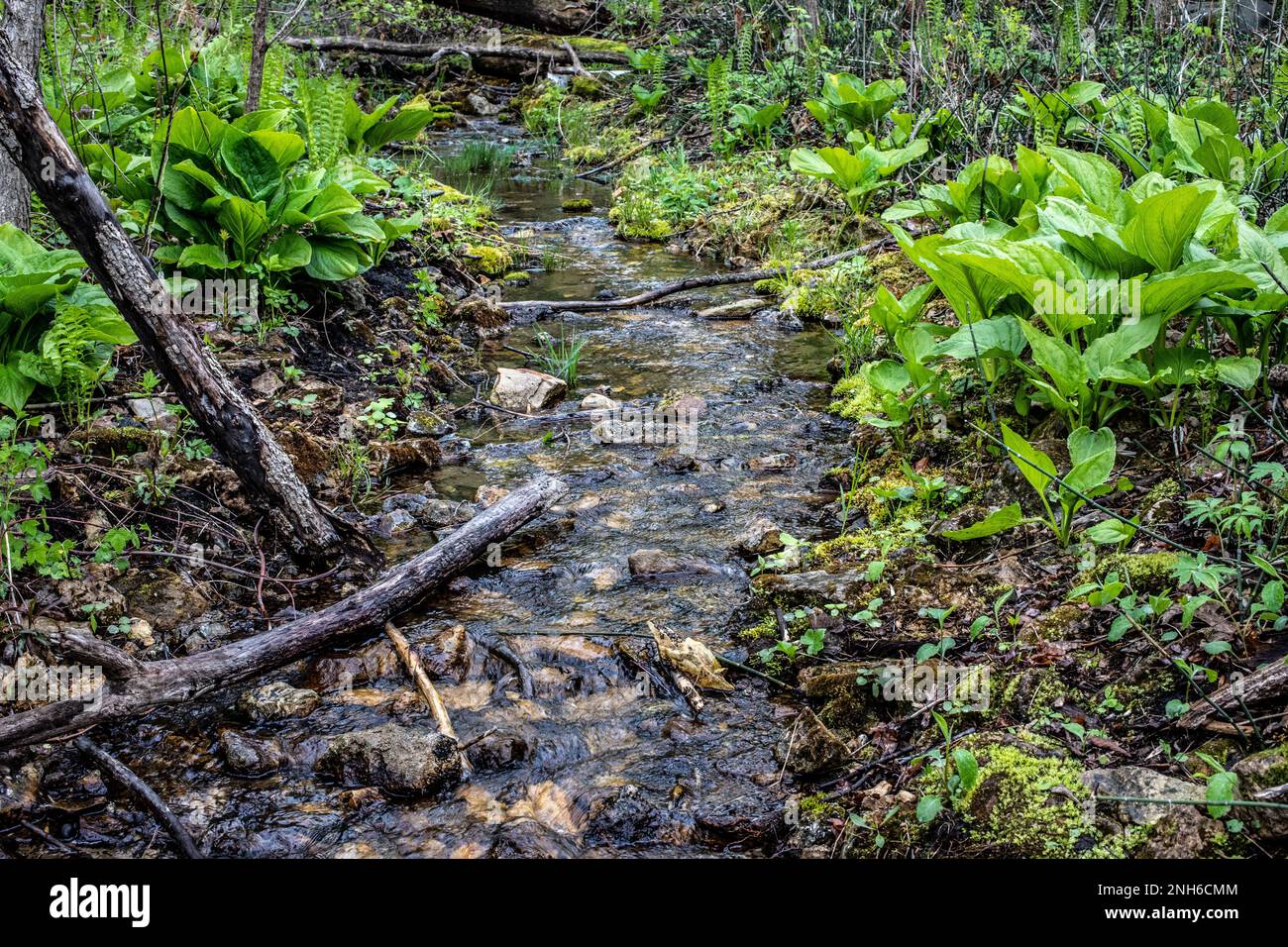 Stream in the woods with rocks and sticks and young springtime plants ...