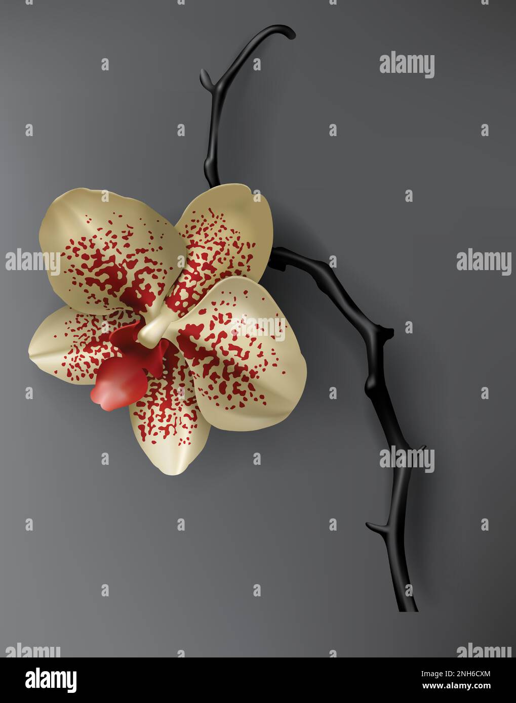 Beautiful orchid spotted white Stock Vector Images - Alamy