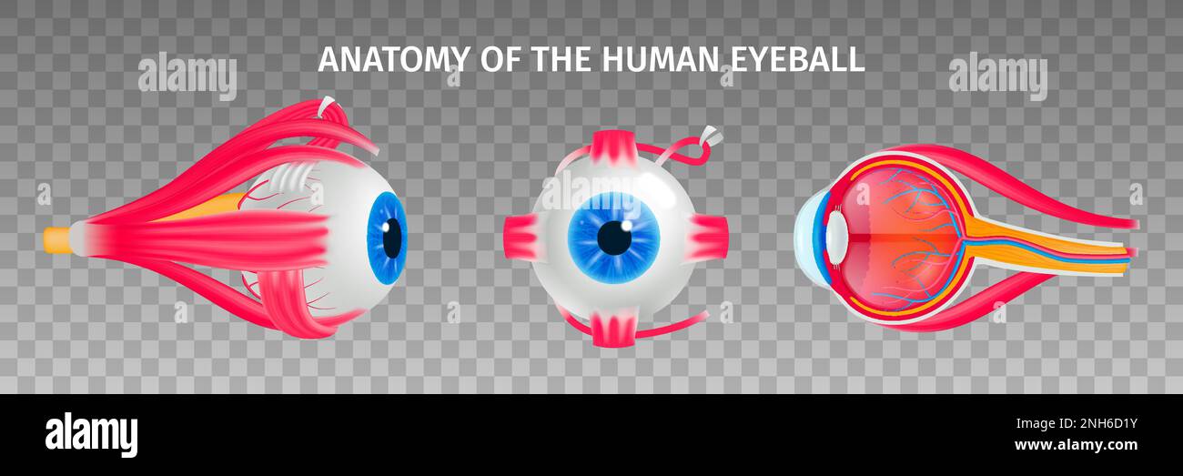 Human eye anatomy transparent set with vision diseases symbols ...