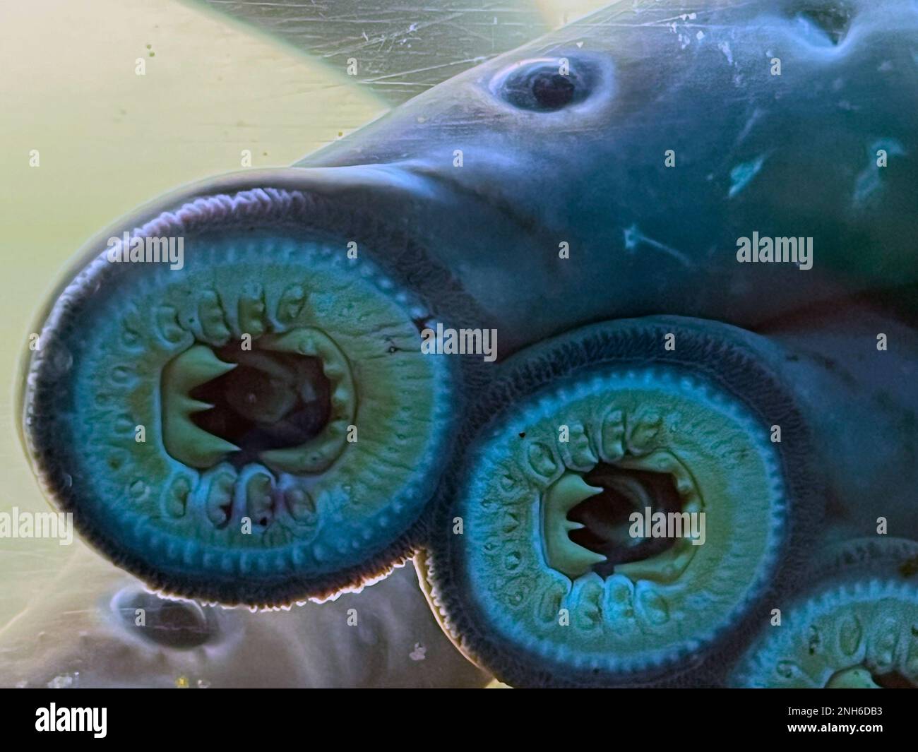 Pacific Lamprey begin their lives in freshwater streams around the ...